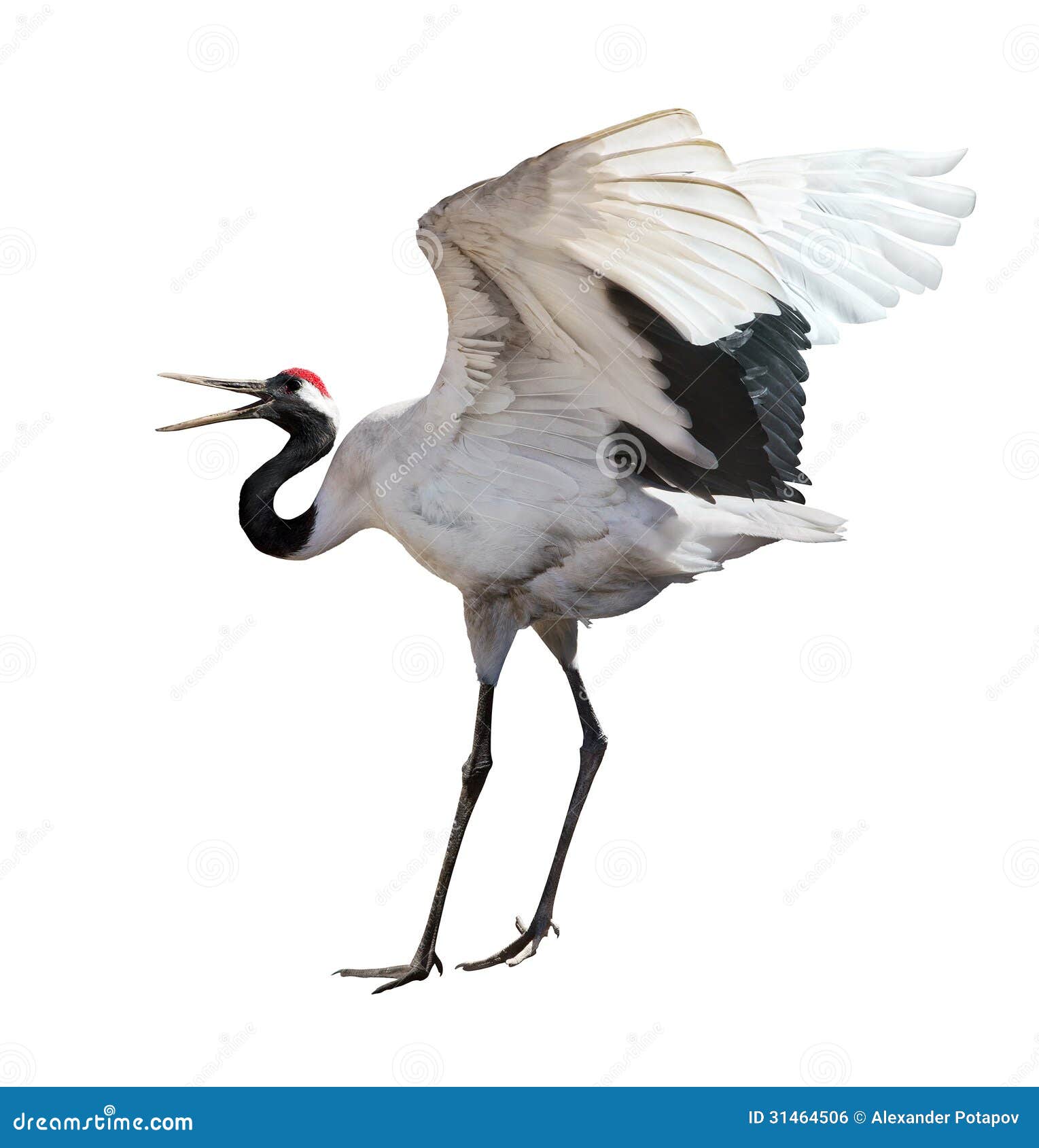 Japanese Crane Or Red-crowned Crane Royalty-Free Stock Photography ...