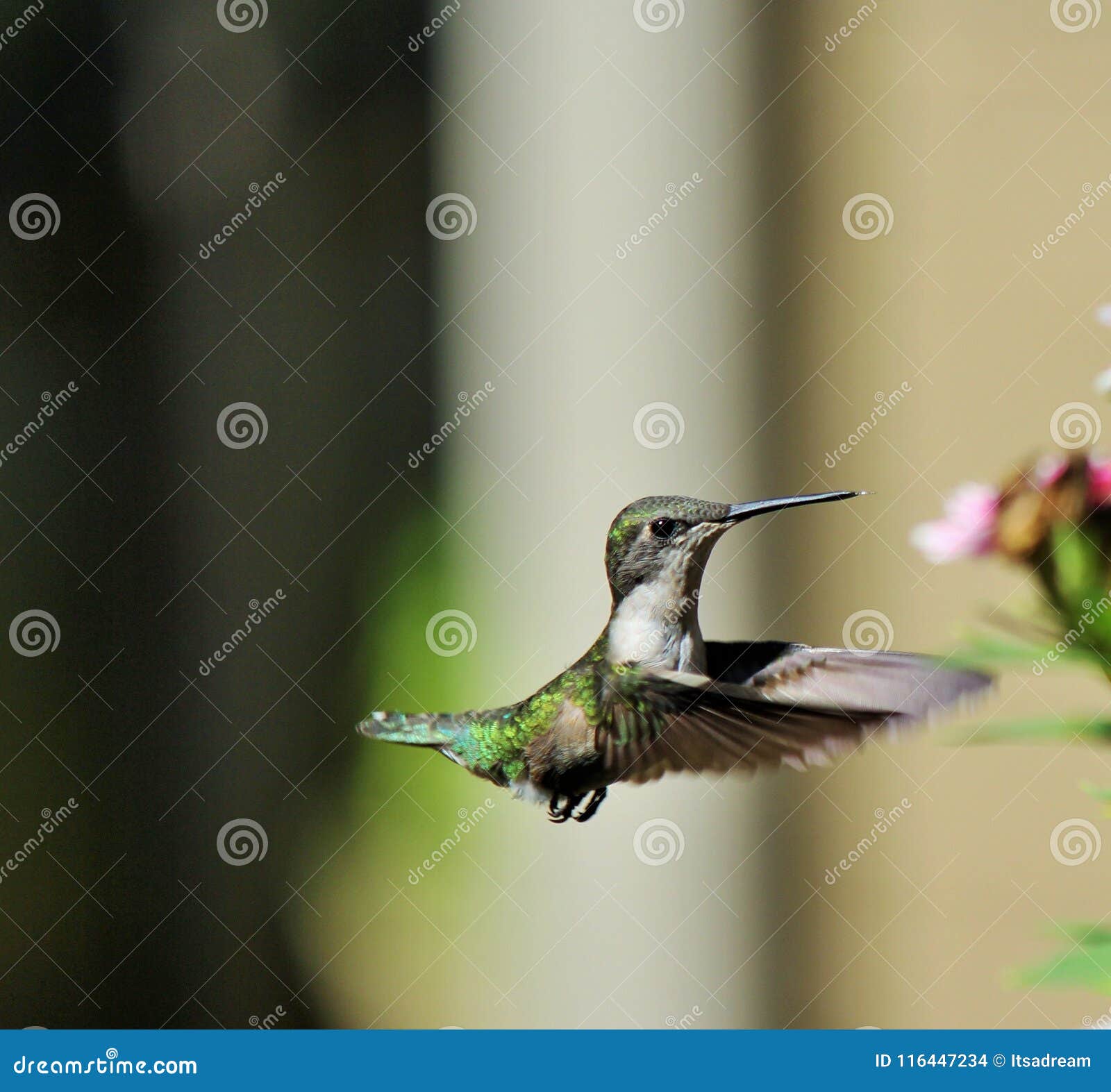 Dancing in Joy! Hummingbird Approaching Flower Stock Photo - Image of ...