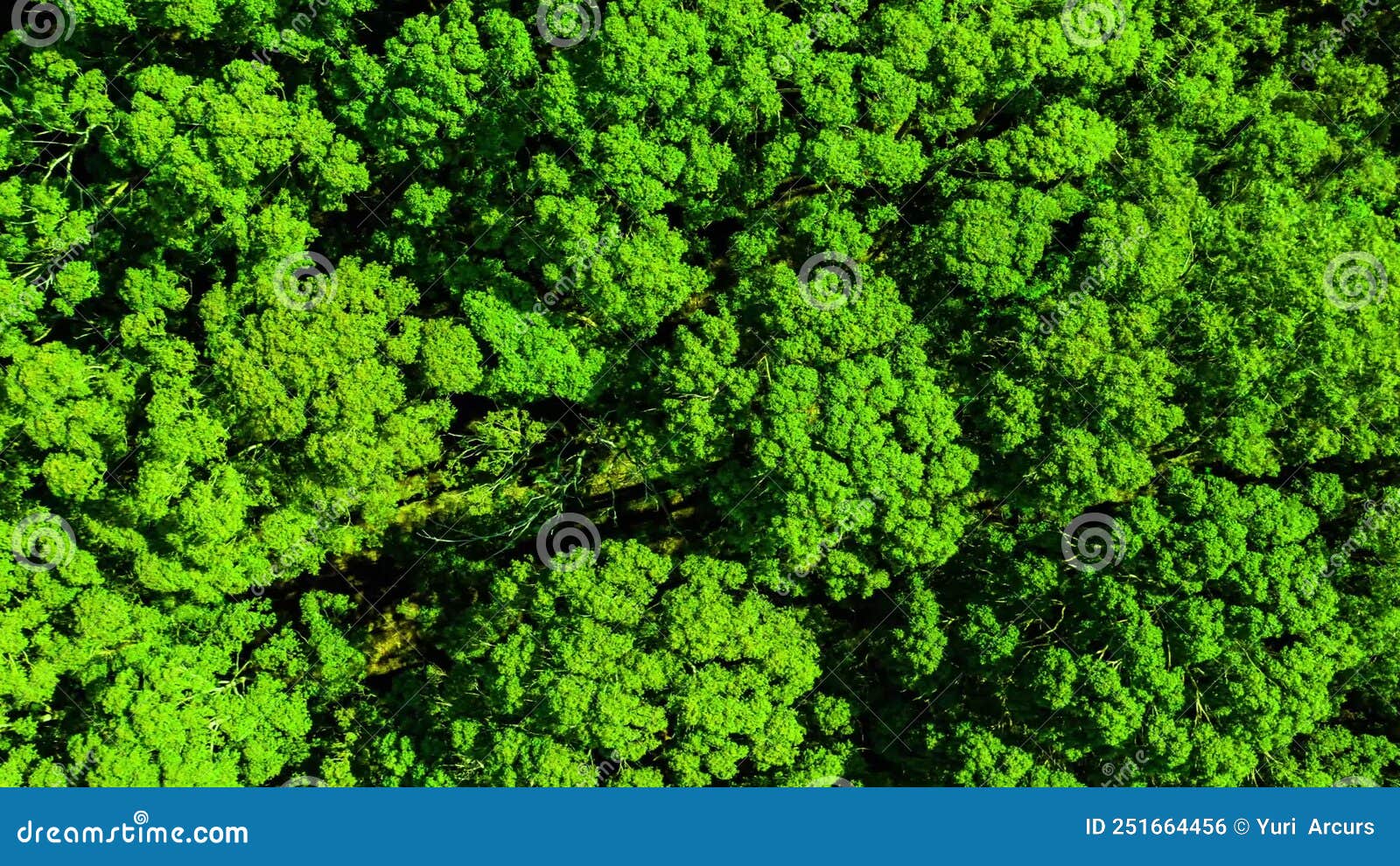 Dancing with Joy in the Sun. 4k Fast Motion Video of Dense Treetops ...