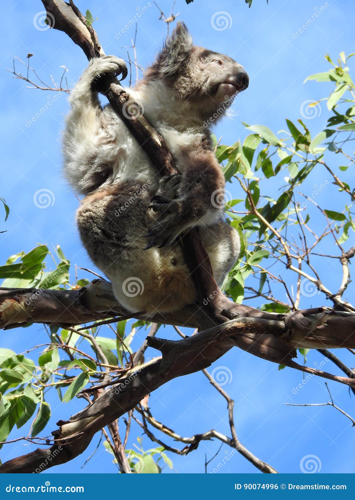 Dancing Koala stock photo. Image of happy, koala, tree - 90074996