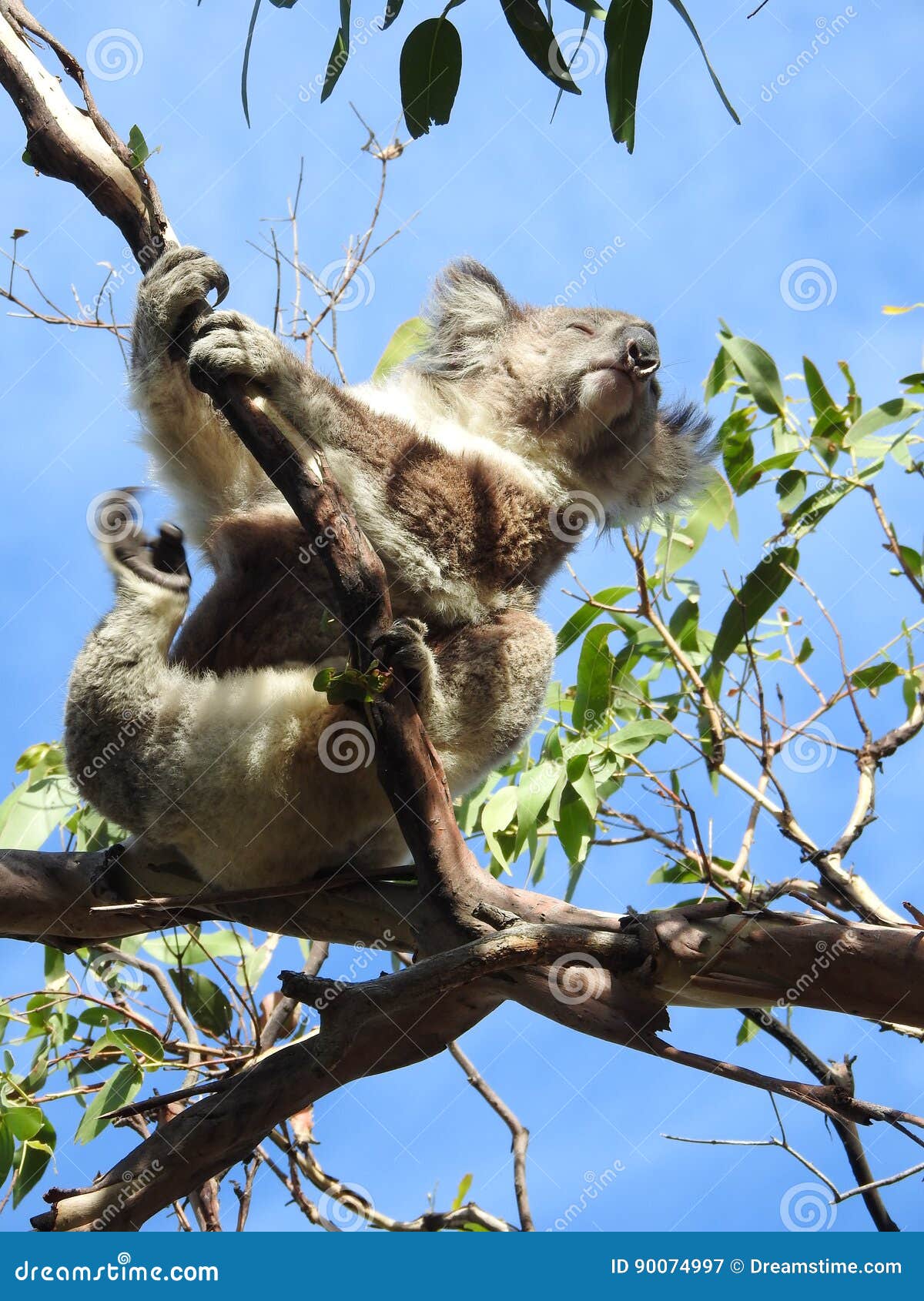 Dancing Koala stock image. Image of australia, marsupial - 90074997