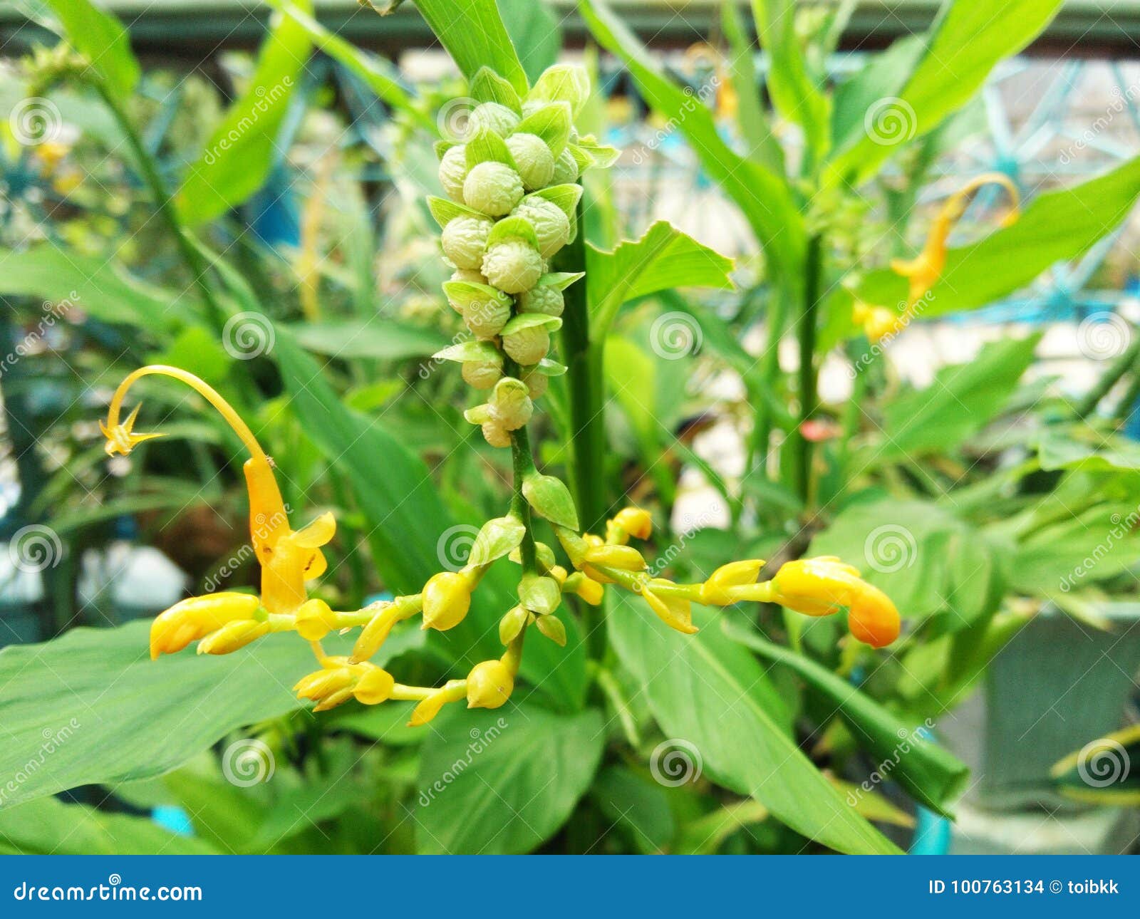 Dancing ladies flower stock photo. Image of plant, closeup - 100763134