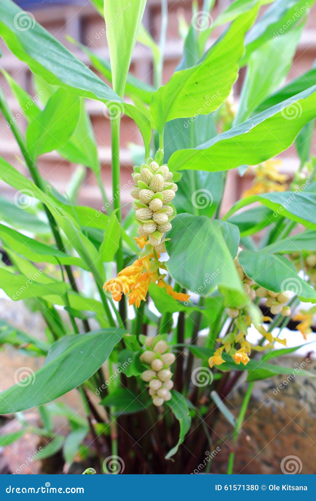 Dancing ladies ginger stock photo. Image of thai, ginger - 61571380