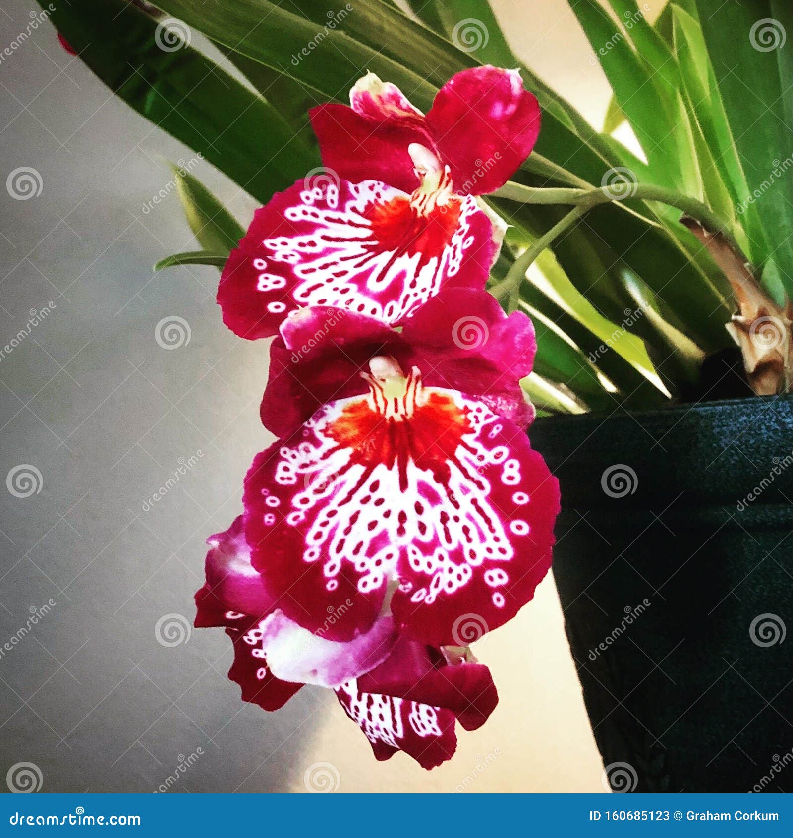Dancing Lady orchid fotografering för bildbyråer. Bild av orkidéer ...