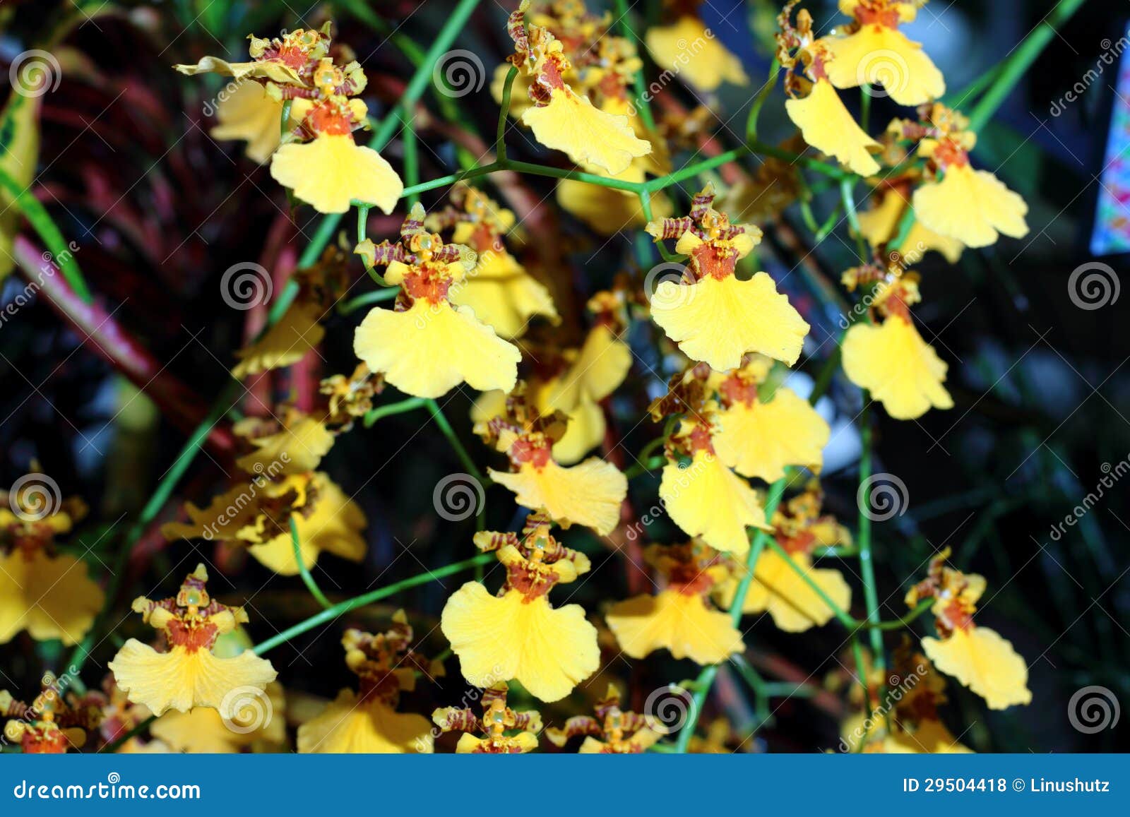 Dancing lady Orchid stock photo. Image of flowers, flower - 29504418