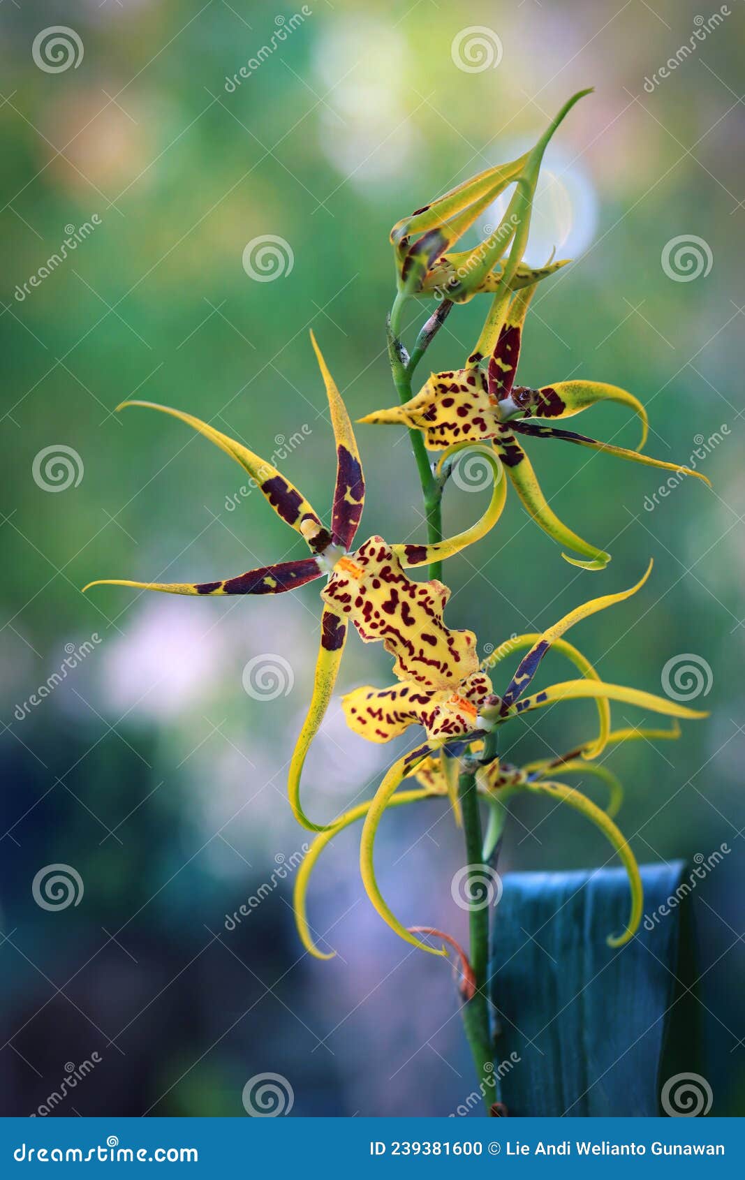 Dancing lady orchid flower stock photo. Image of contrast - 239381600