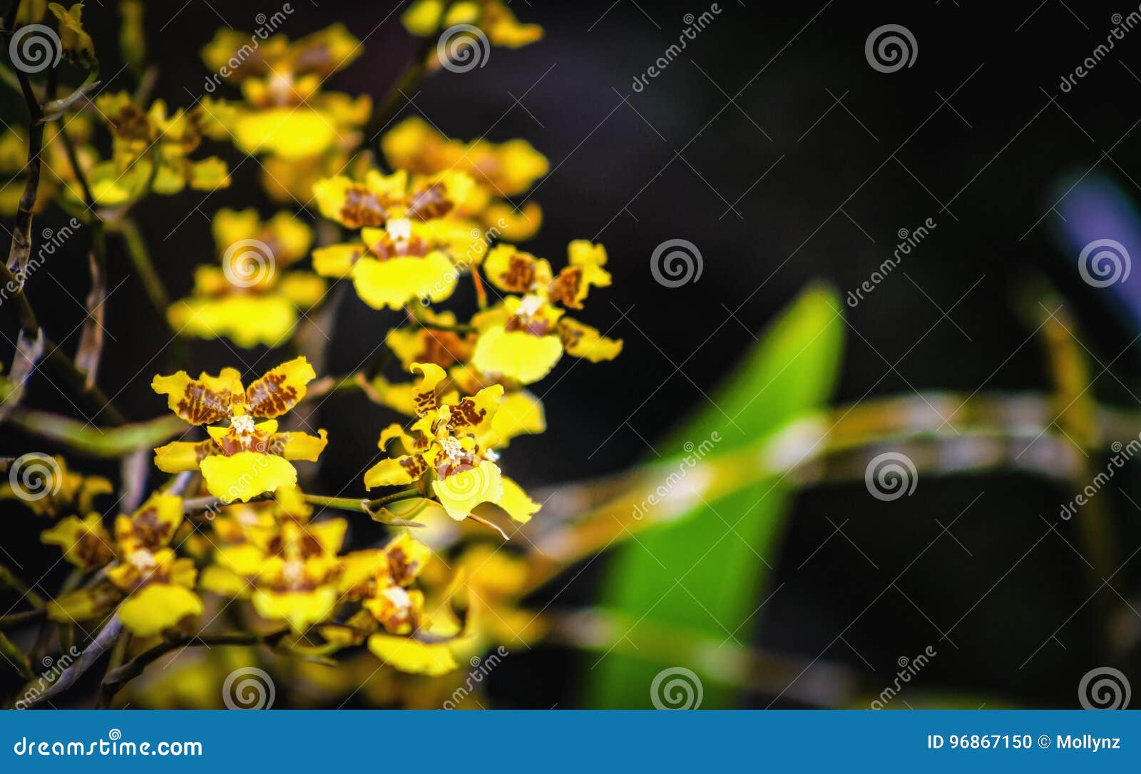 Dancing-lady Orchid Flowers Stock Photo - Image of floral, flower: 96867150