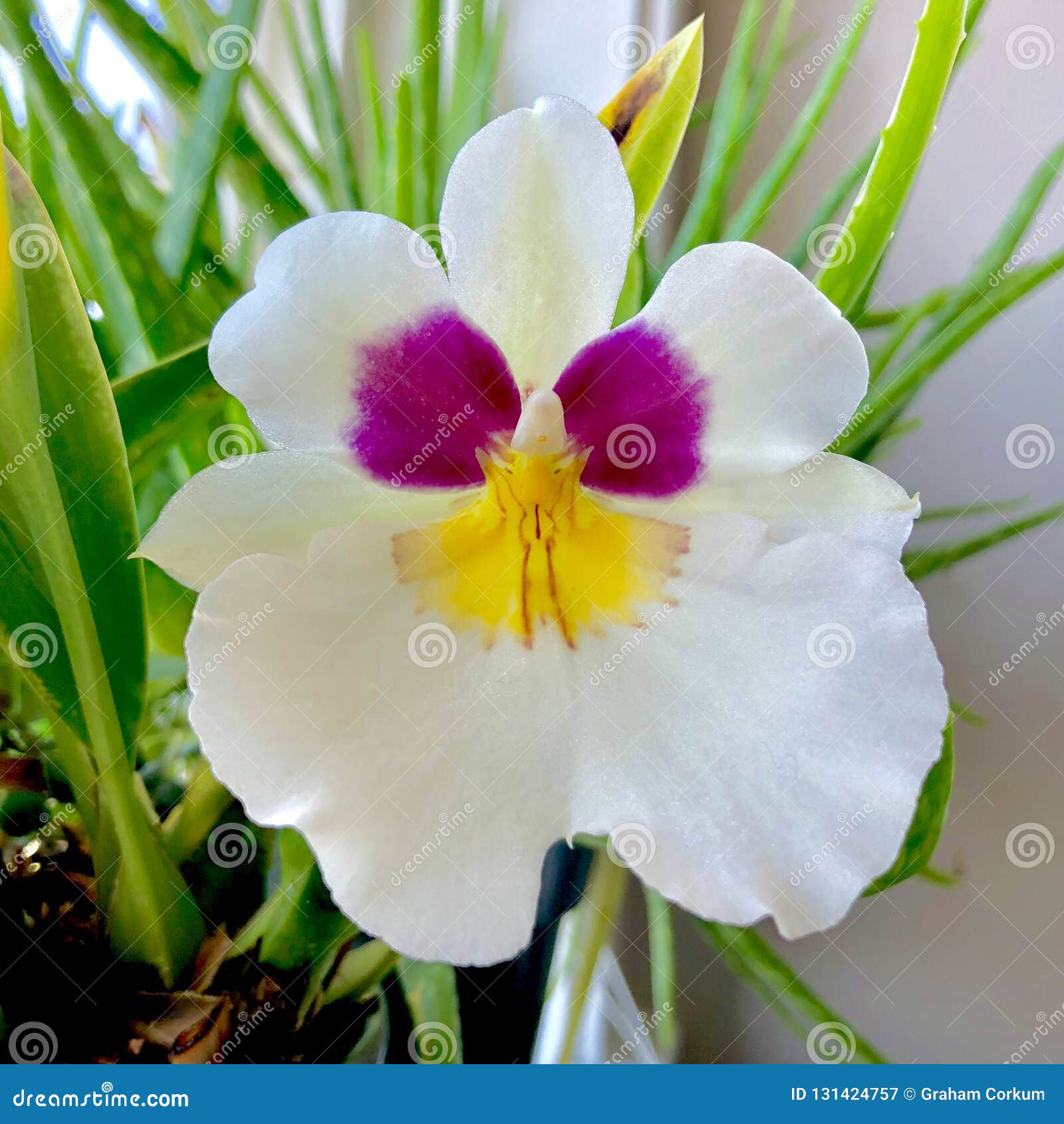 Dancing Lady Orchid stock image. Image of dancing, orchid - 131424757