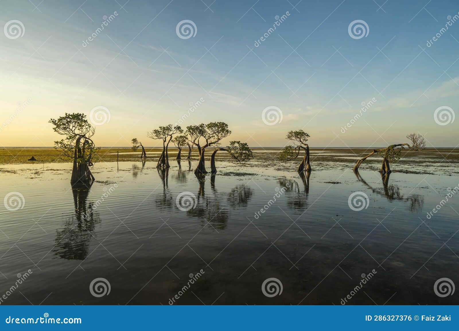 The Dancing Mangrove Tree at Sumba Island, Indonesia Stock Photo ...