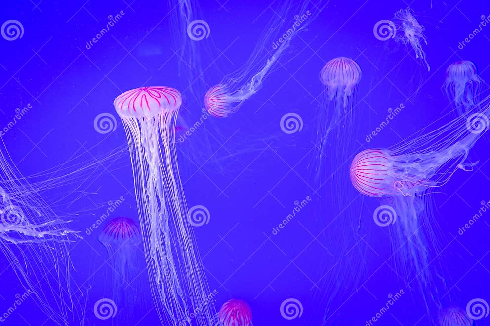 Dancing Medusas stock photo. Image of medusa, pink, scyphomedusae ...