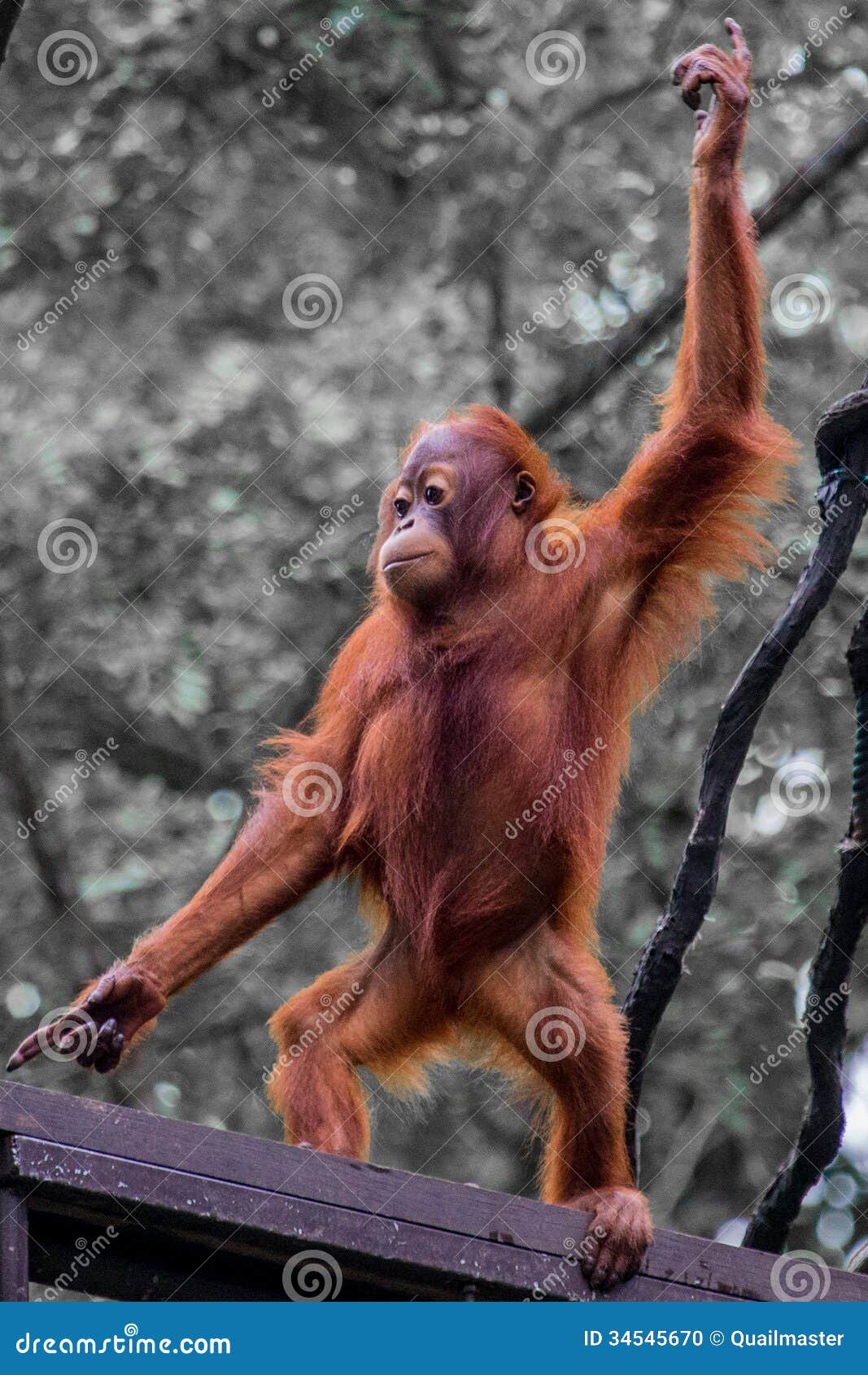 Dancing orang utan stock photo. Image of malaysia, wildlife - 34545670