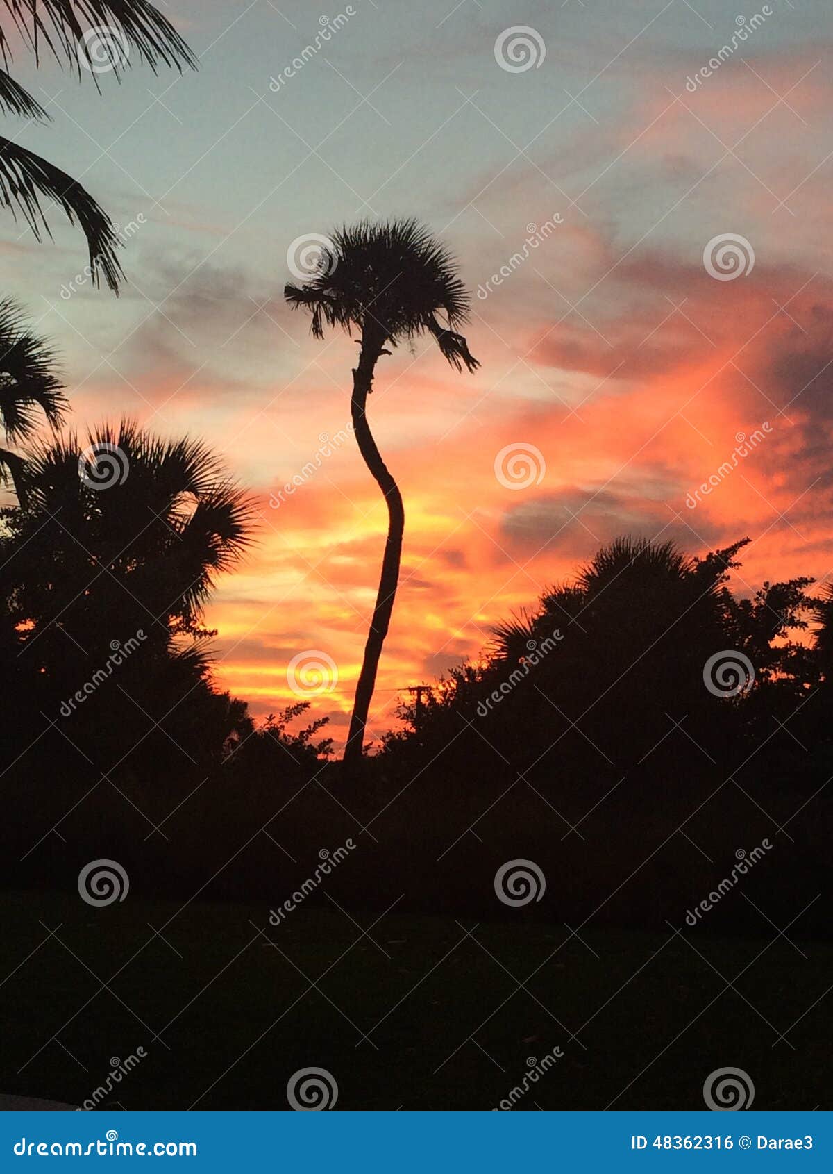 Dancing palm tree stock photo. Image of fire, sunset - 48362316