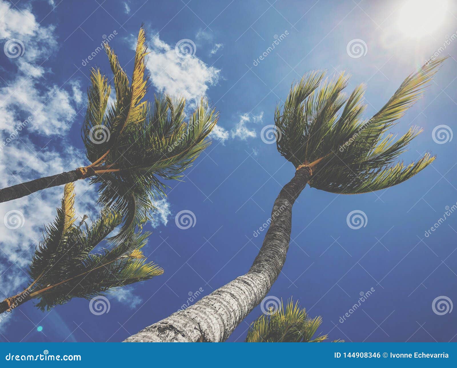 Dancing palm trees stock photo. Image of palm, dancing - 144908346