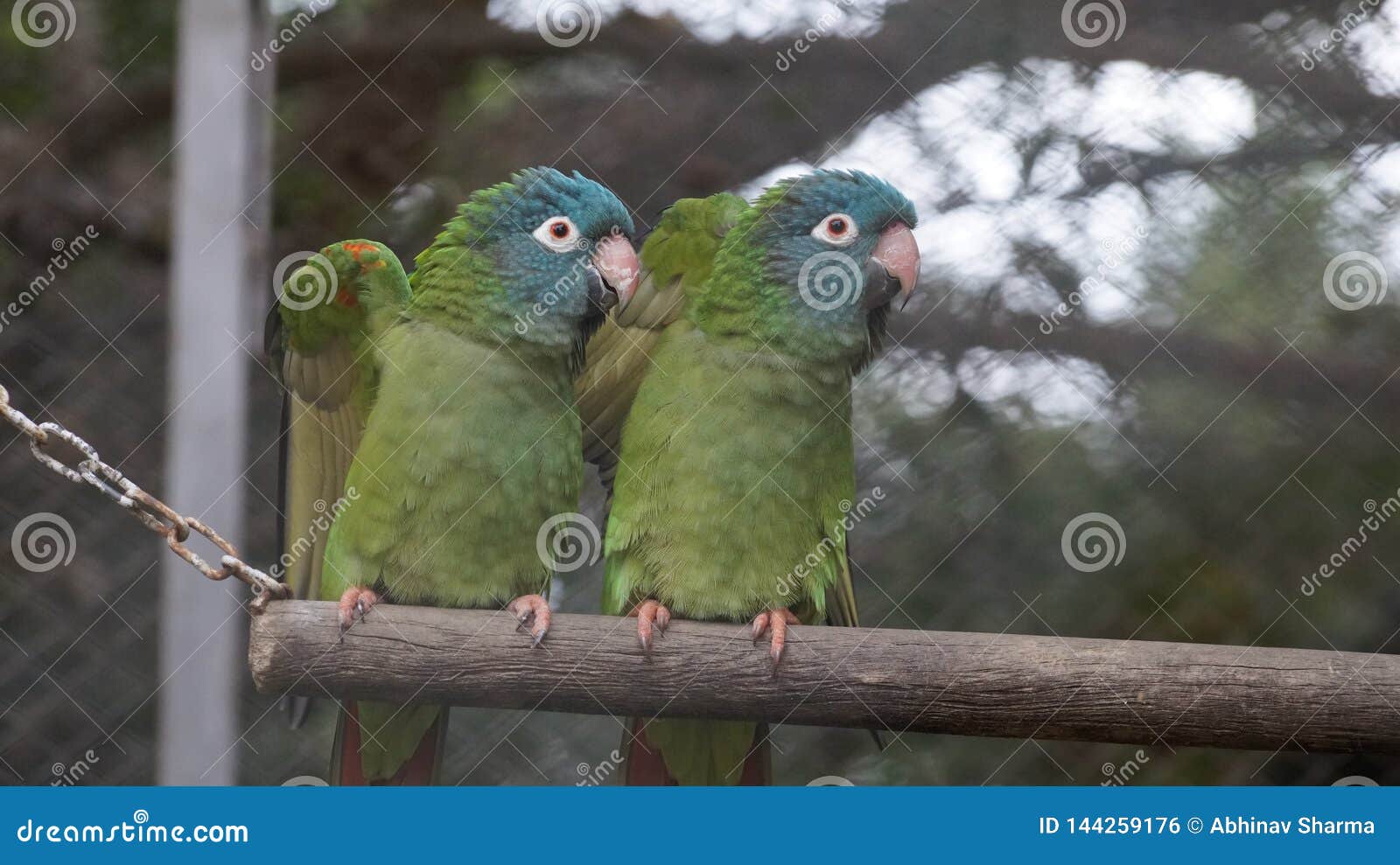 Dancing Parrots in the Same Way Stock Photo - Image of talent ...