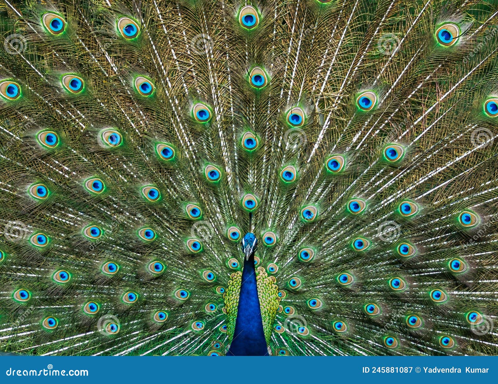 A Dancing Peacock with Open Feathers Stock Image - Image of majestic ...
