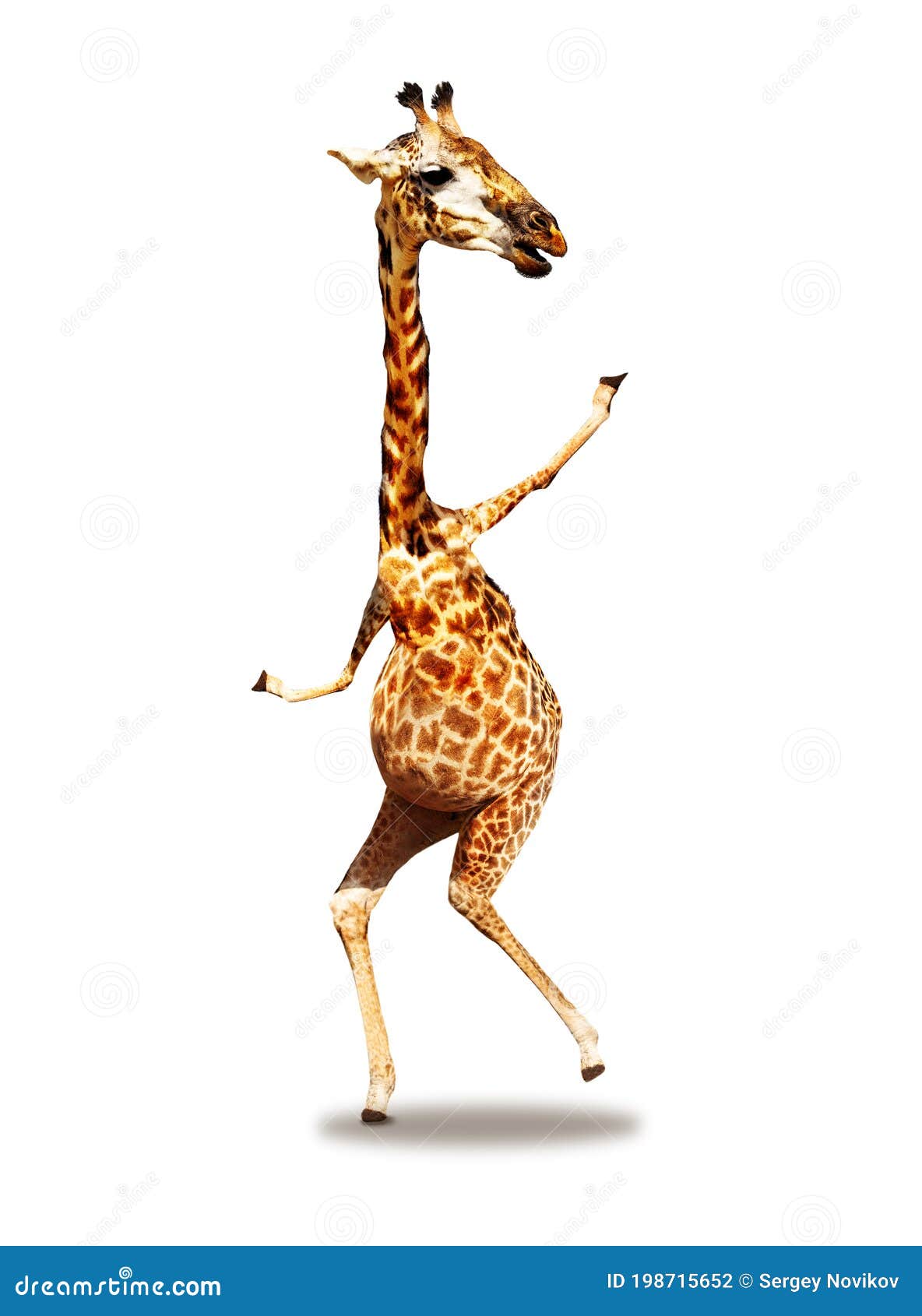 Dancing Photo of Giraffe Character on White Stock Photo - Image of ...