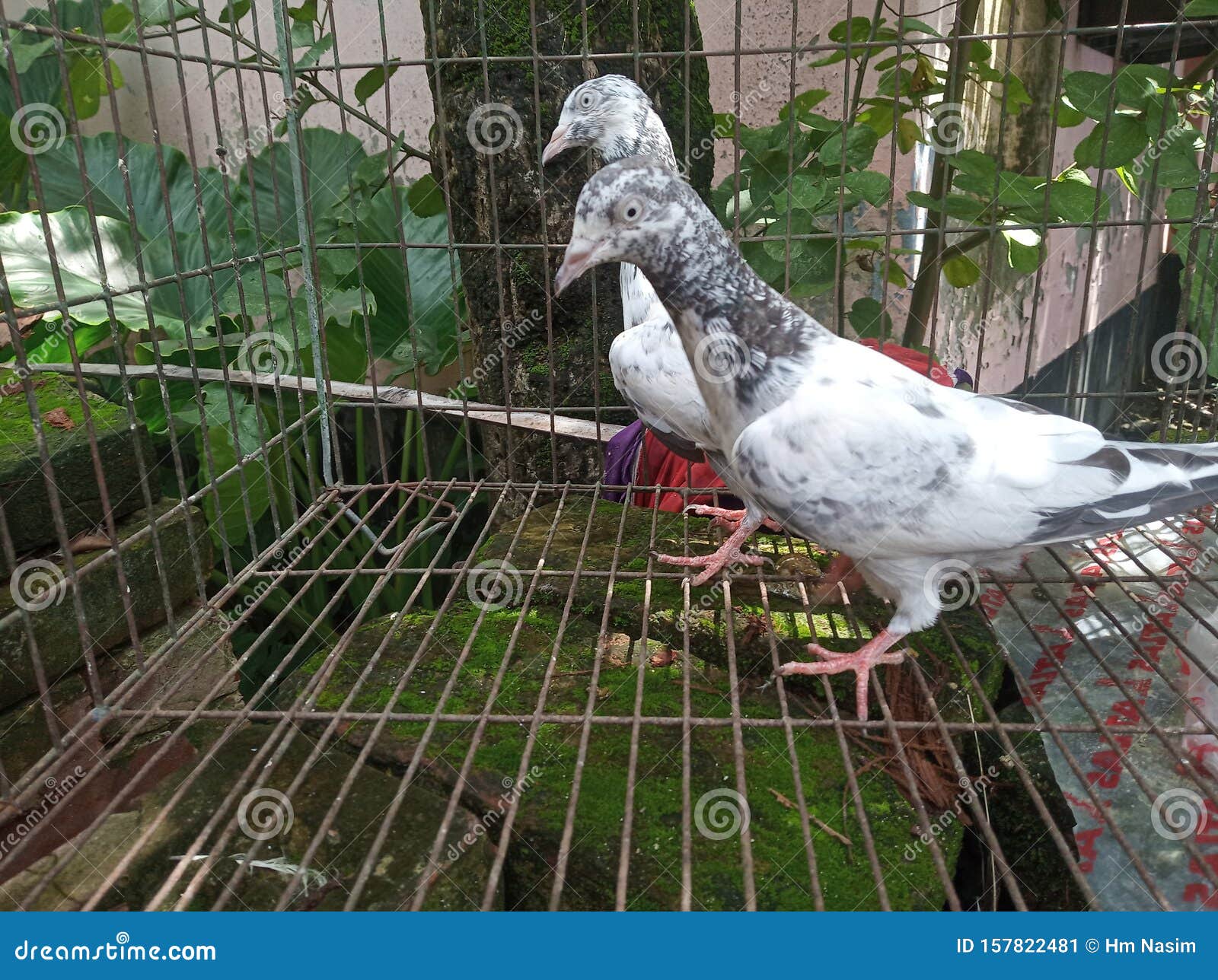Dancing pigeon. stock image. Image of pigeon, longfly - 157822481