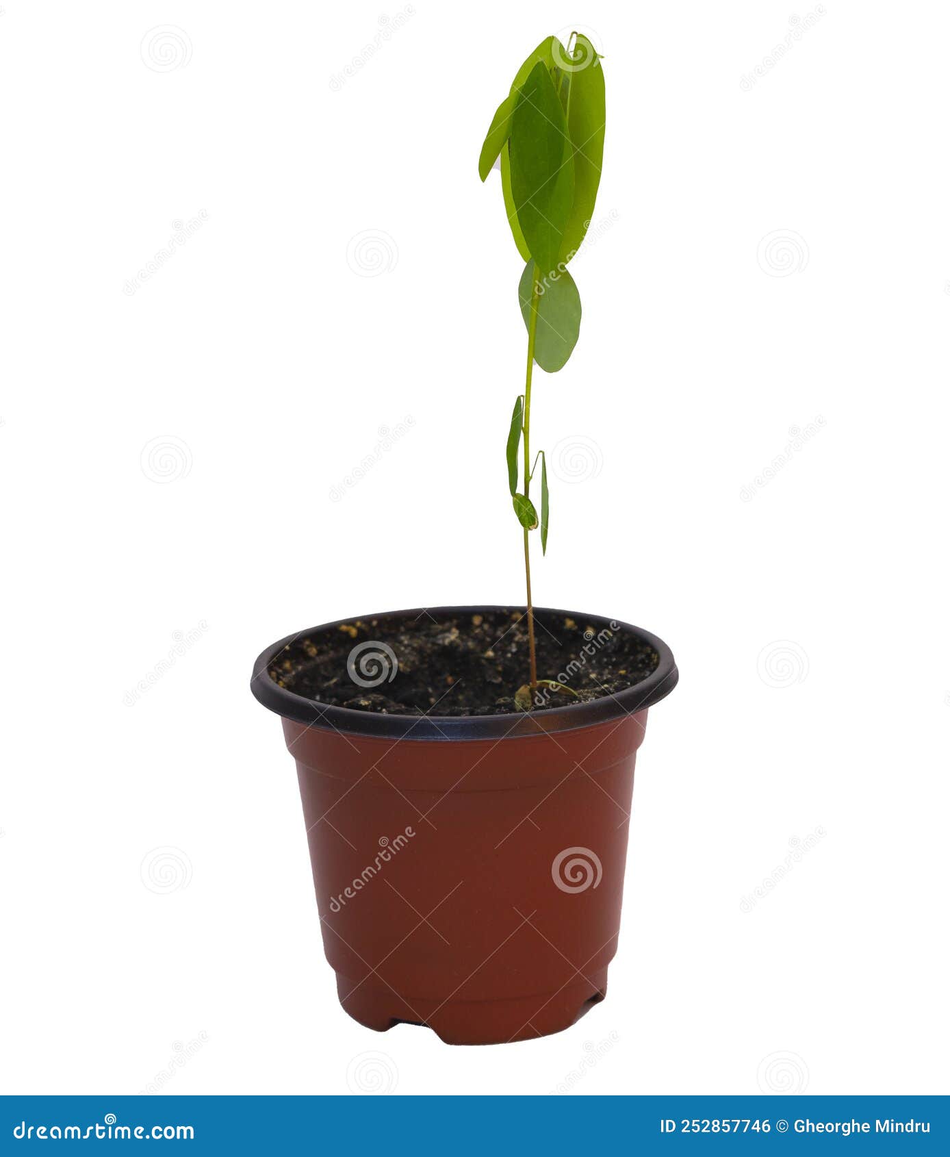 Dancing Plant, Or Semaphore Plant, Is A Tropical Asian Shrub Stock ...