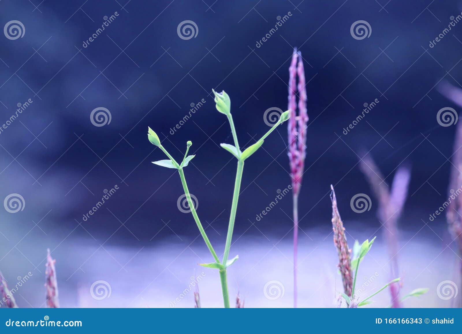Dancing Plant, Or Semaphore Plant, Is A Tropical Asian Shrub Stock ...