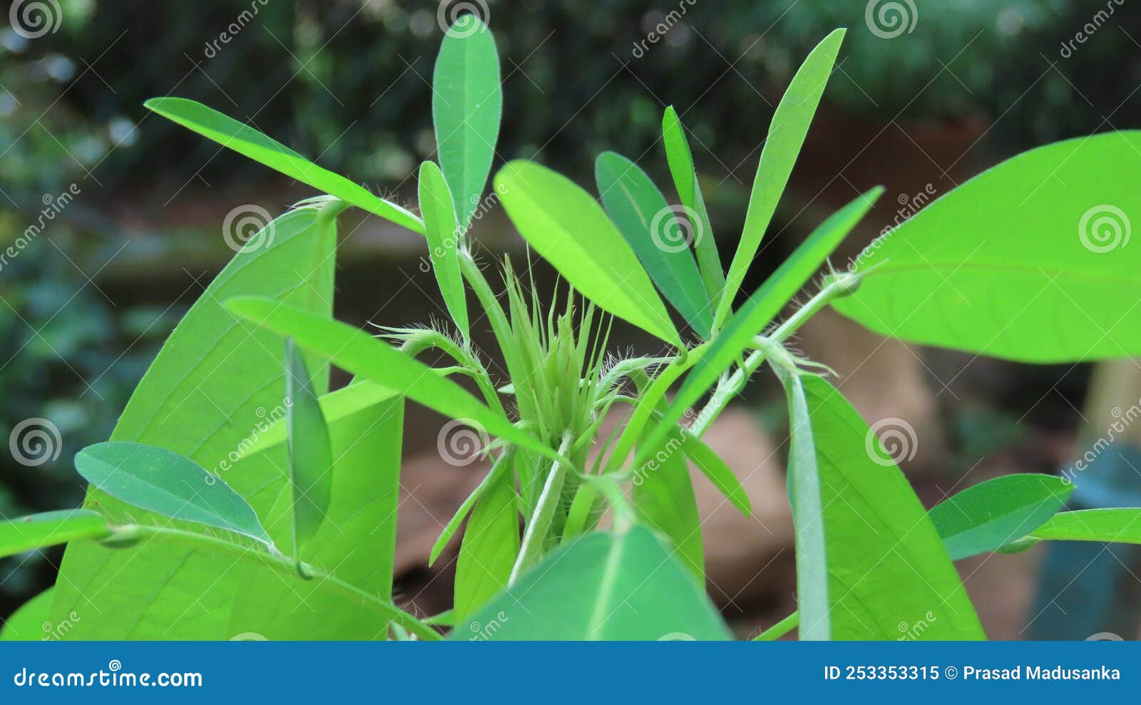 Dancing Plant, Or Semaphore Plant, Is A Tropical Asian Shrub Stock ...