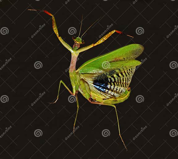 Dancing praying mantis stock photo. Image of dancing - 21191886