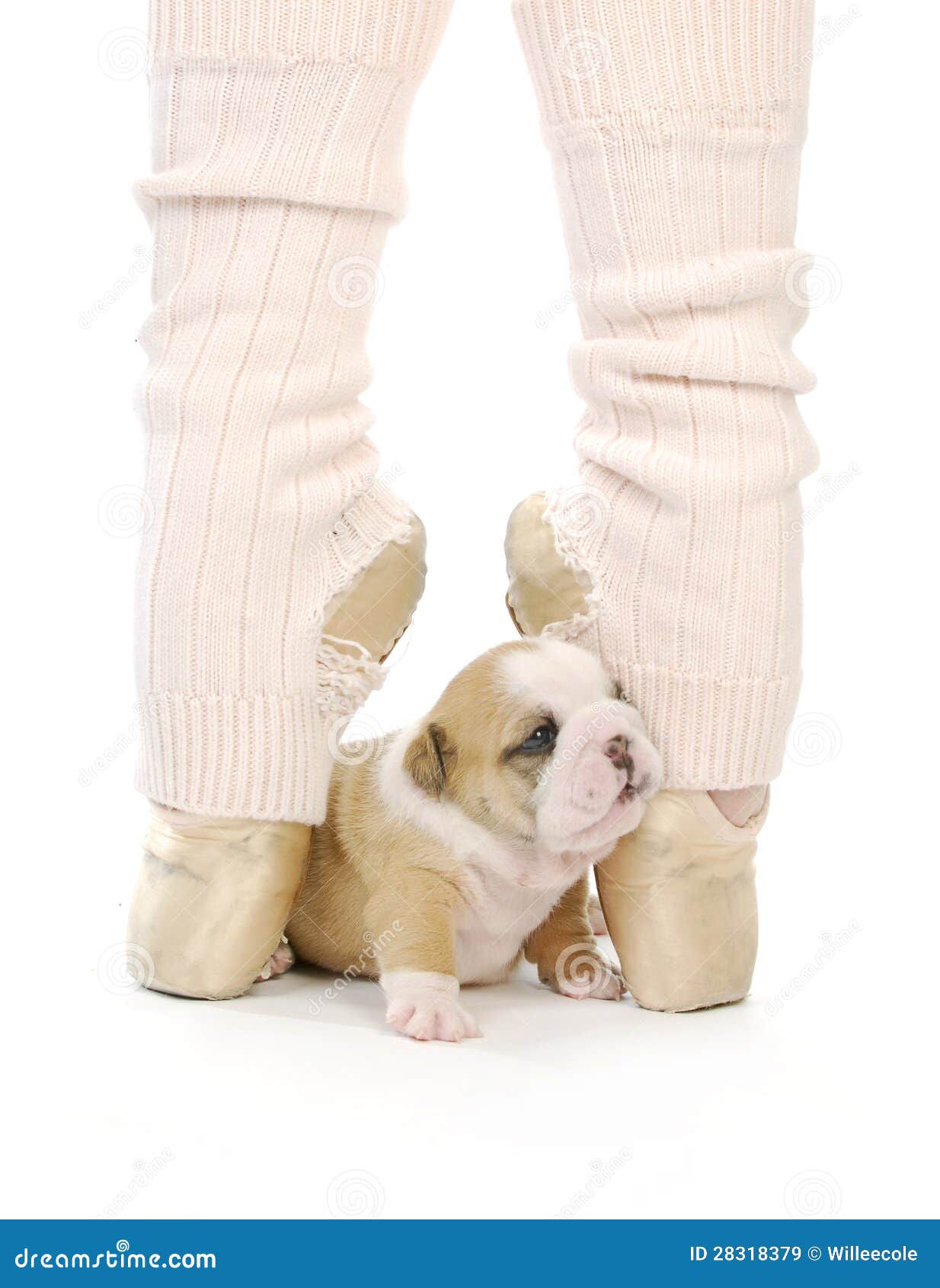 Dancing puppy stock image. Image of glamorous, beauty - 28318379