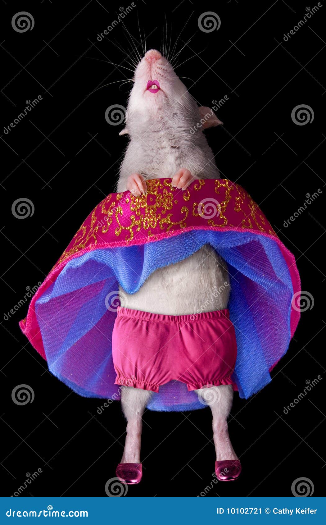 Dancing Rat stock image. Image of mammal, dress, flasher - 10102721