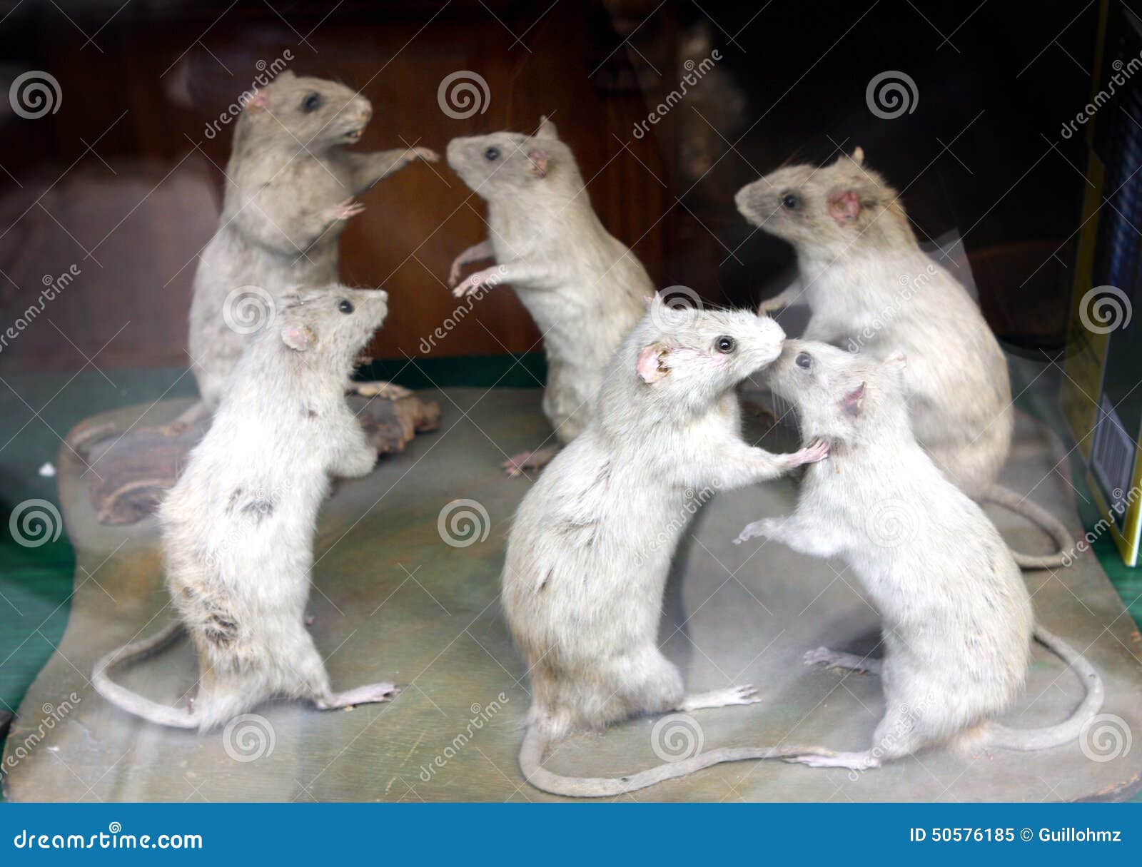 Dancing Rats stock image. Image of dead, display, paris - 50576185