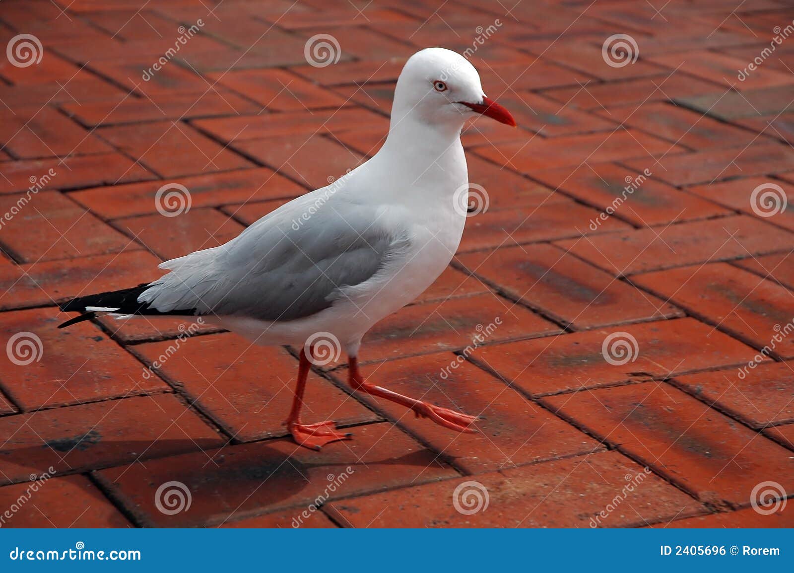 Dancing sea-gull stock photo. Image of shoreline, dance - 2405696