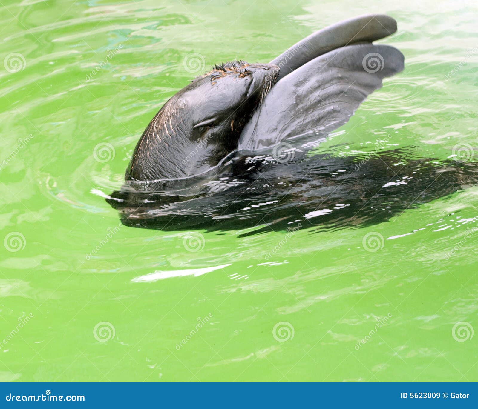 700 Dancing Seal Stock Photos - Free & Royalty-Free Stock Photos from ...