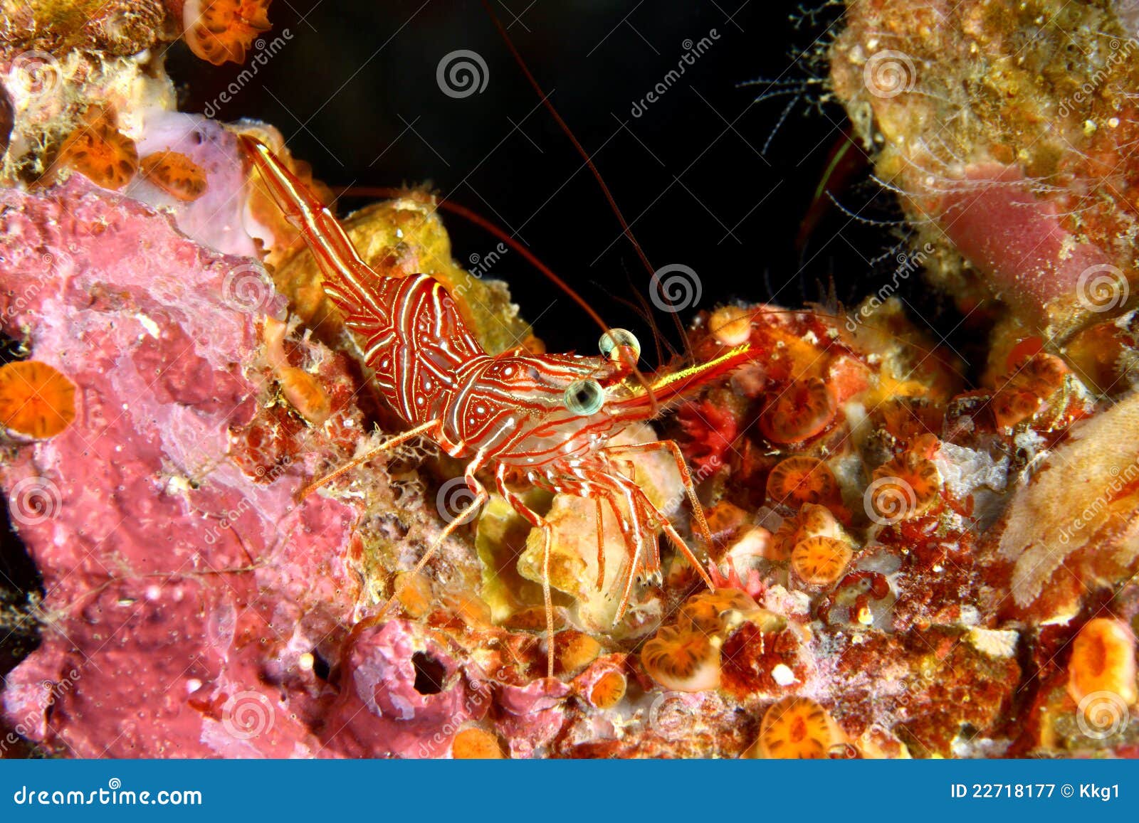 Dancing shrimp stock image. Image of diver, clear, crystal - 22718177