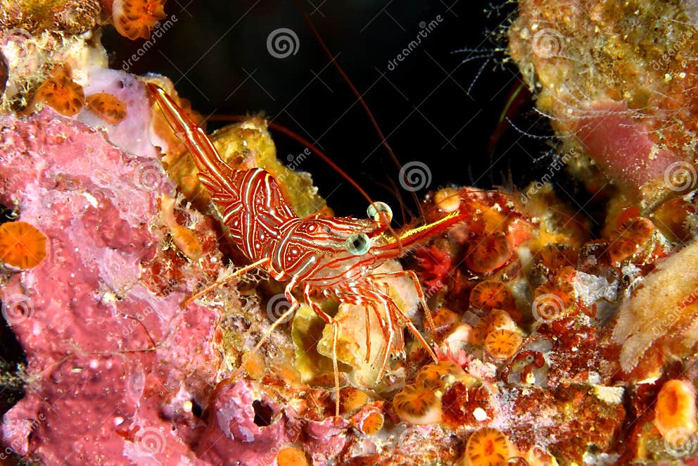 Dancing shrimp stock image. Image of diver, clear, crystal - 22718177