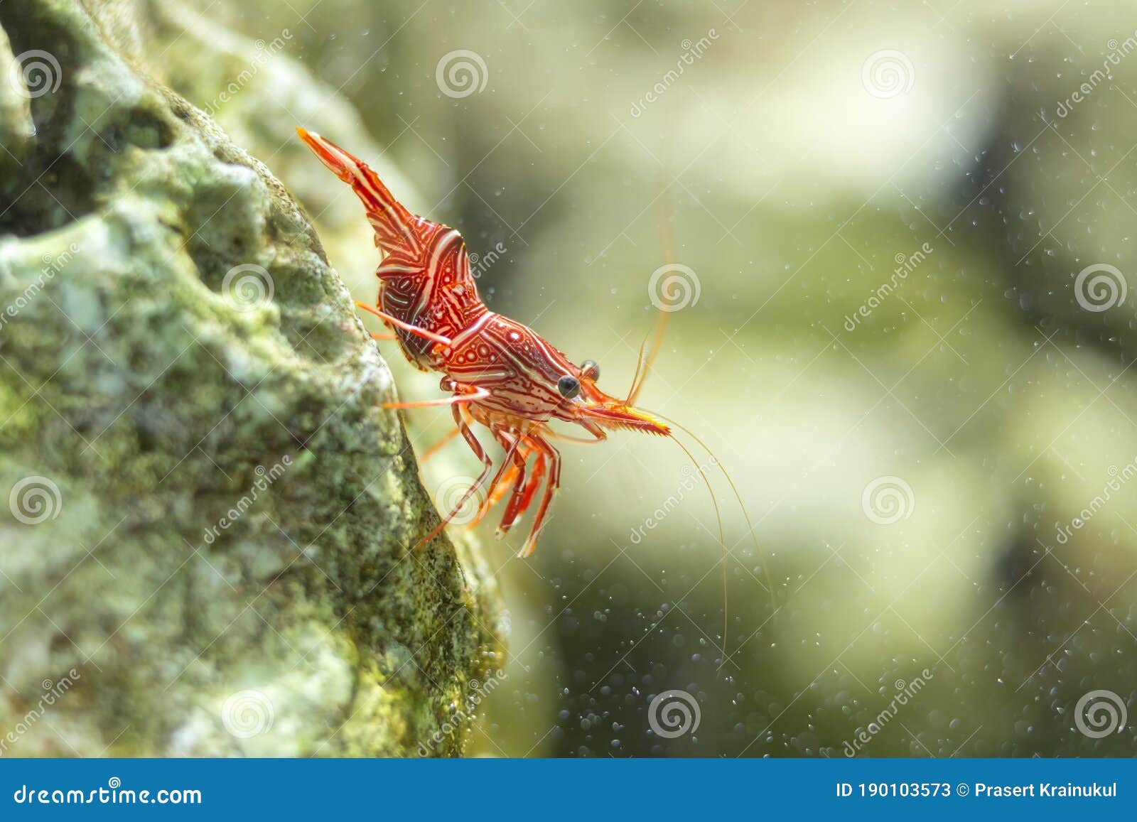 Camel Hinge-beak Shrimp Or Dancing Shrimp Stock Image | CartoonDealer ...