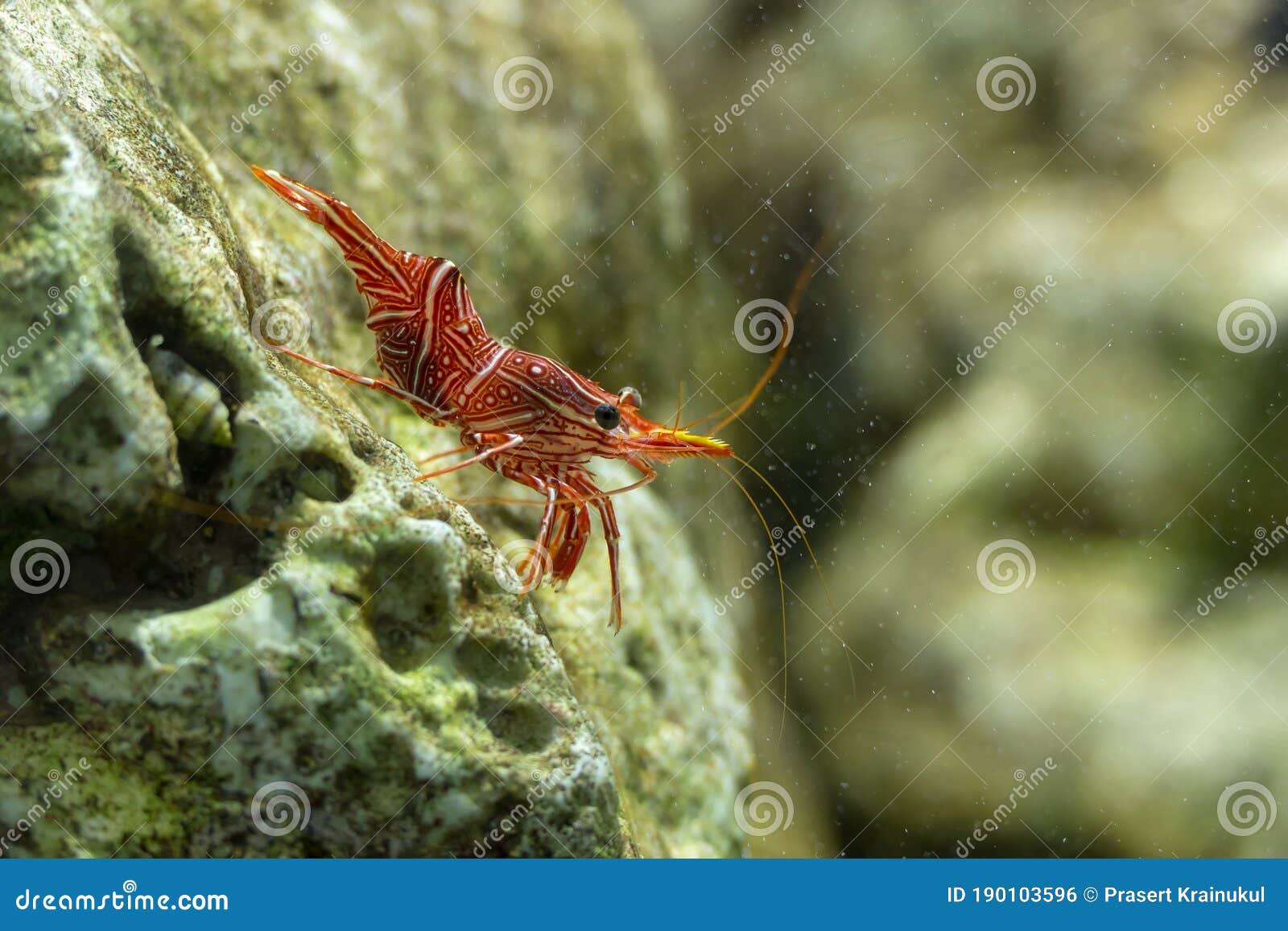 Camel Hinge-beak Shrimp Or Dancing Shrimp Stock Image | CartoonDealer ...
