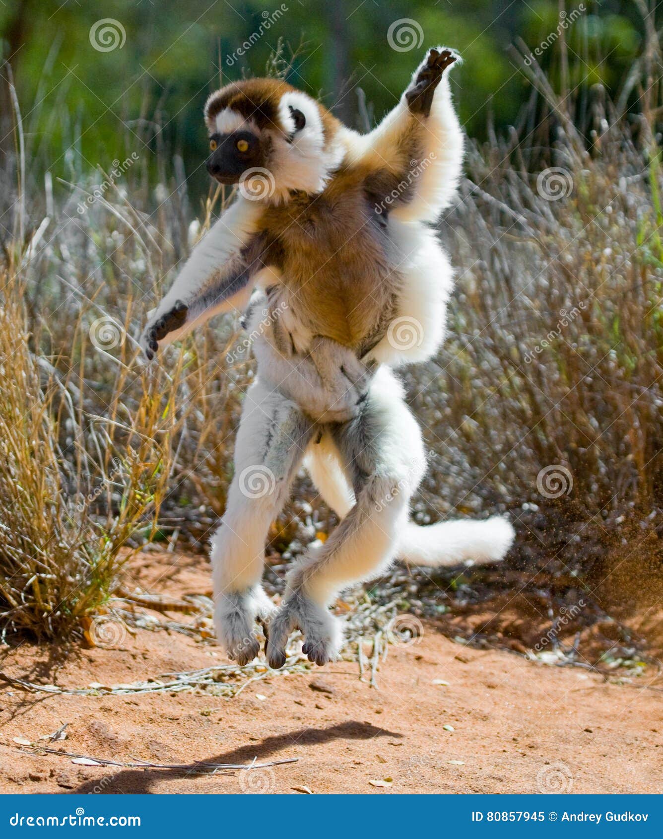 Sifaka Lemur Jumping