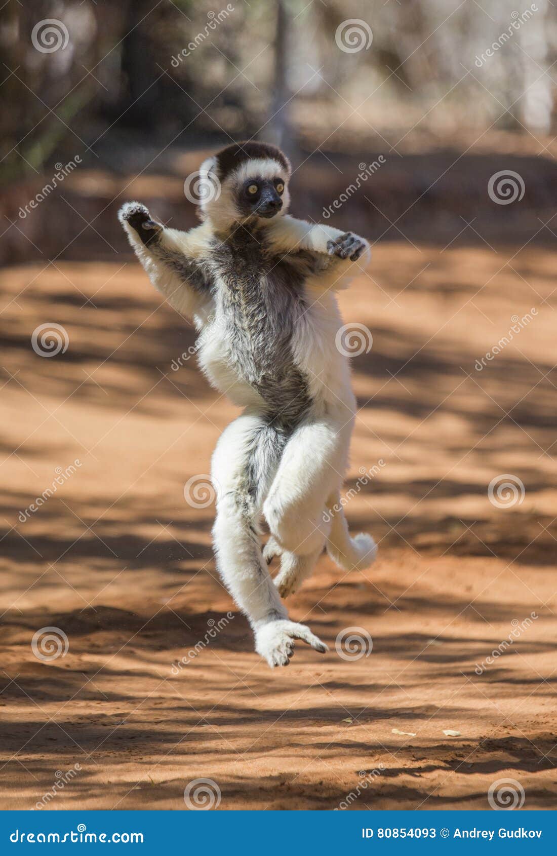 Dancing Sifaka is Jumping. Madagascar Stock Image - Image of fauna ...