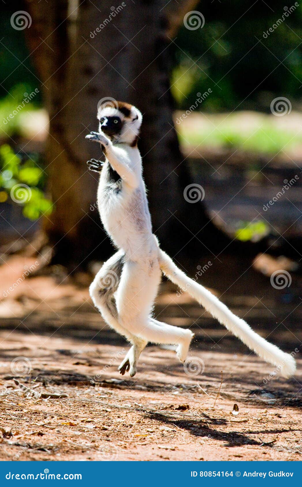 Dancing Sifaka is Jumping. Madagascar Stock Photo - Image of protection ...