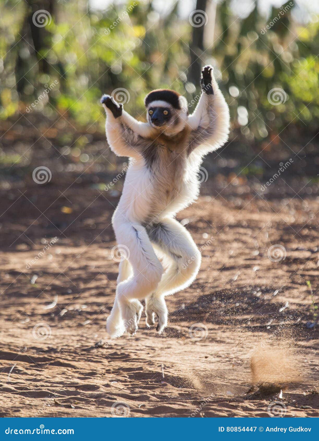 Dancing Sifaka is Jumping. Madagascar Stock Image - Image of ...
