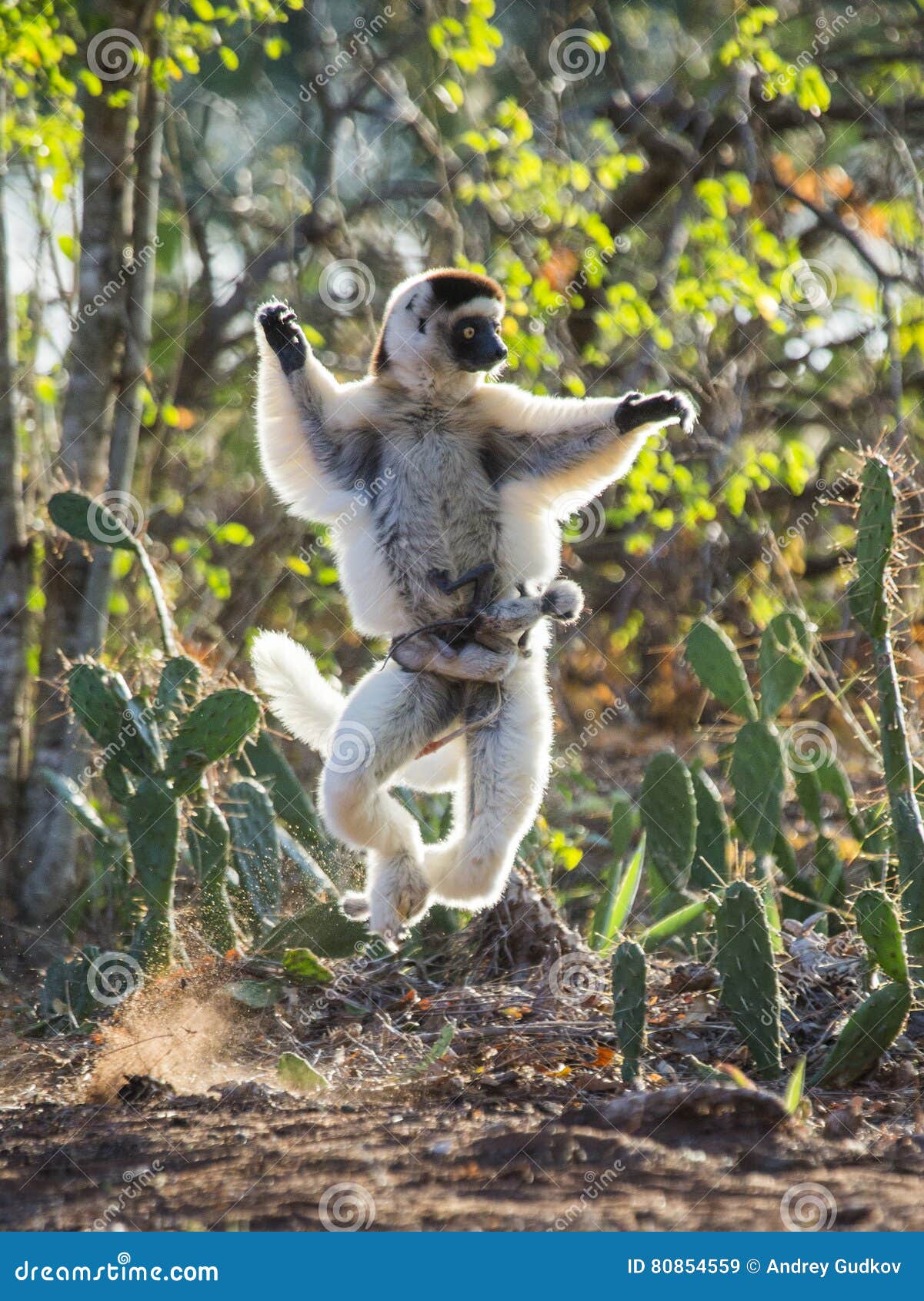 Dancing Sifaka is Jumping. Madagascar Stock Image - Image of dancing ...