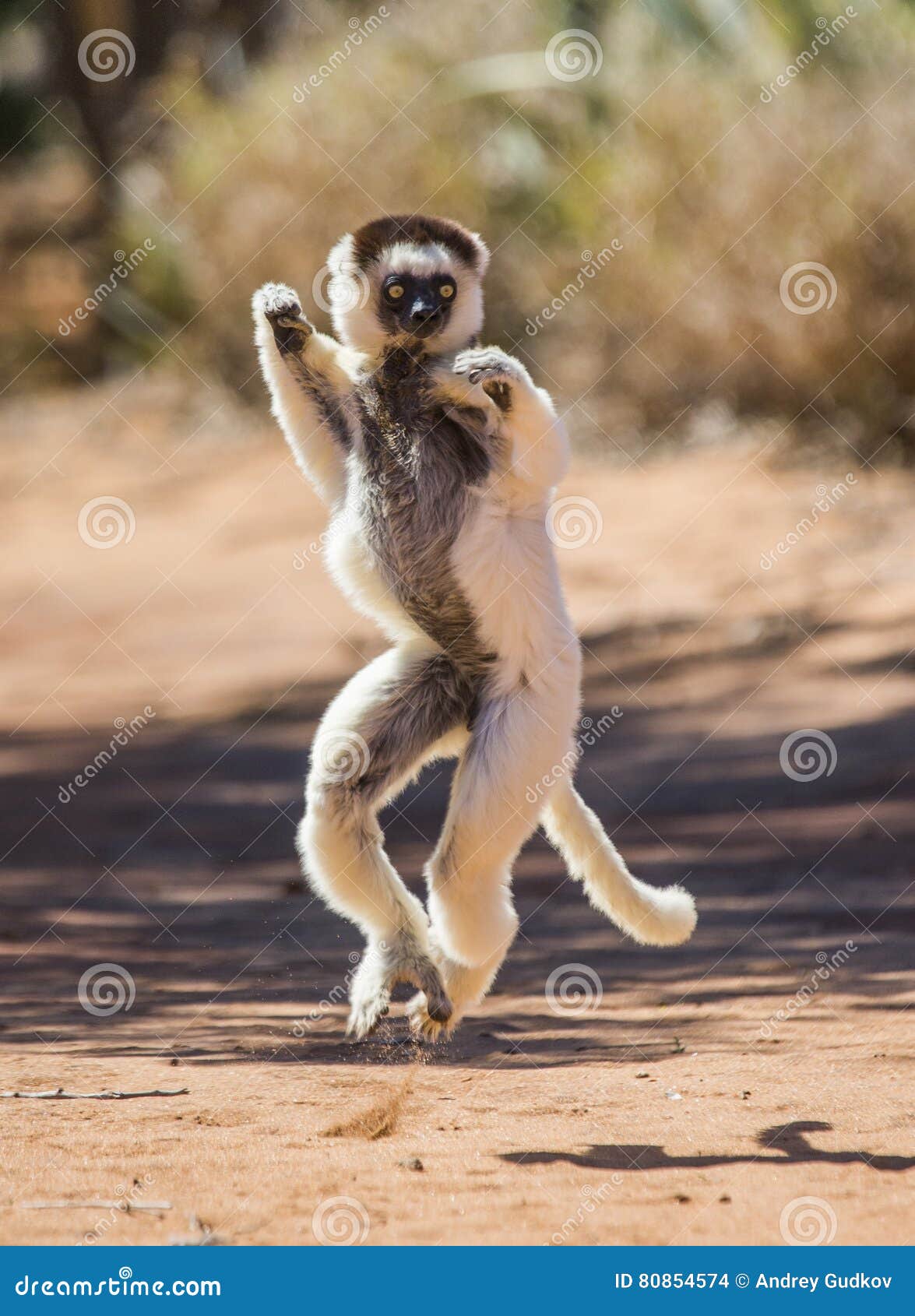 Dancing Sifaka is Jumping. Madagascar Stock Photo - Image of national ...