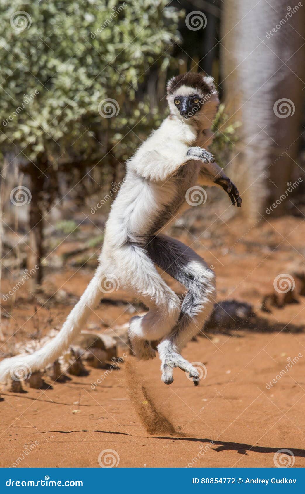 Dancing Sifaka is Jumping. Madagascar Stock Photo - Image of mammal ...