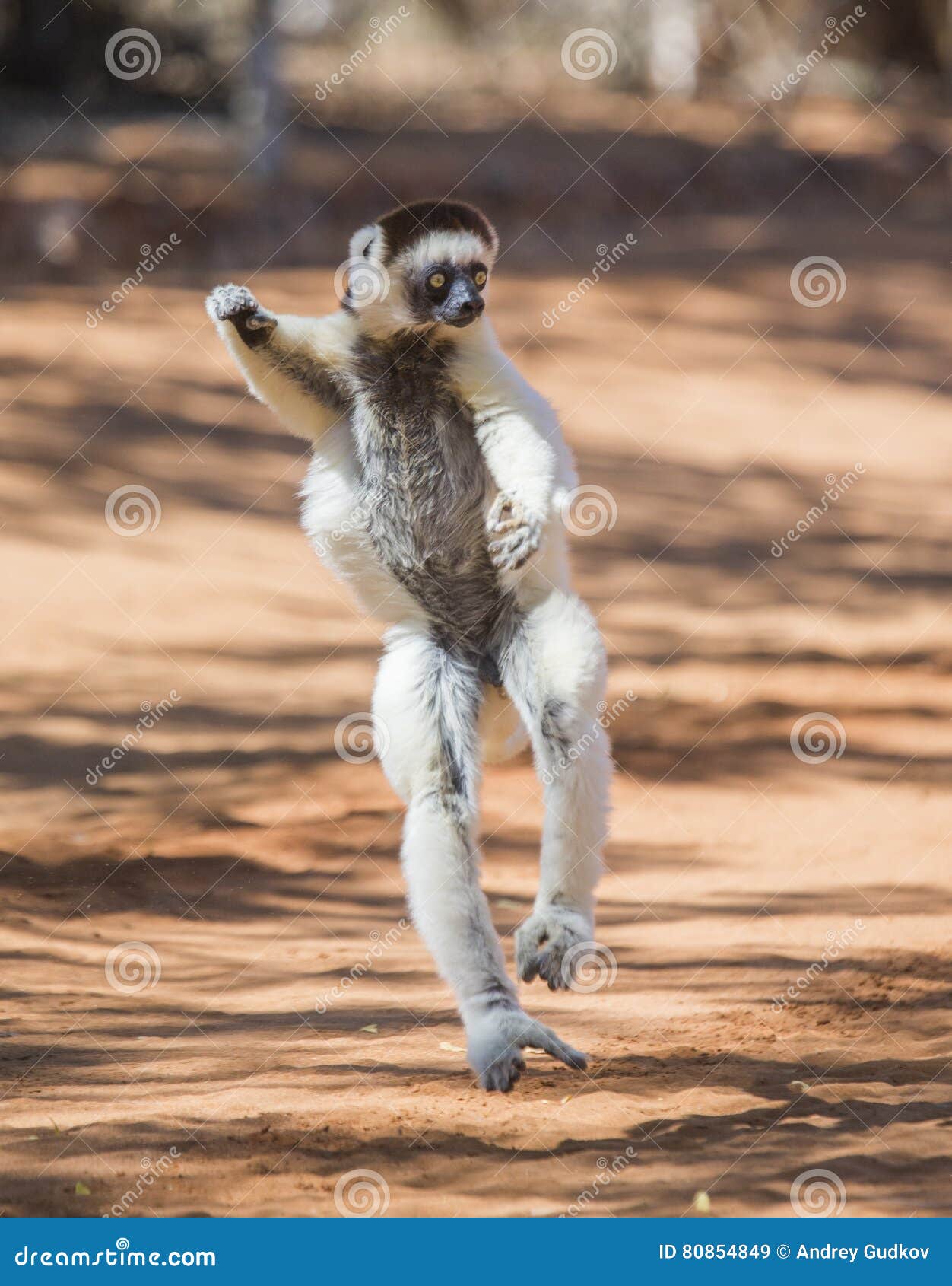 Dancing Sifaka is Jumping. Madagascar Stock Image - Image of habitat ...