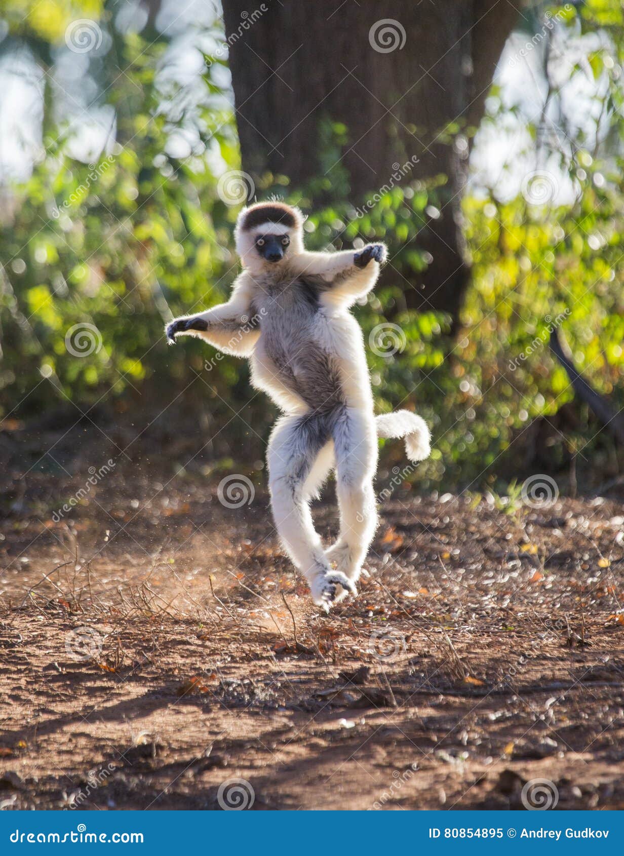 Dancing Sifaka is Jumping. Madagascar Stock Image - Image of island ...