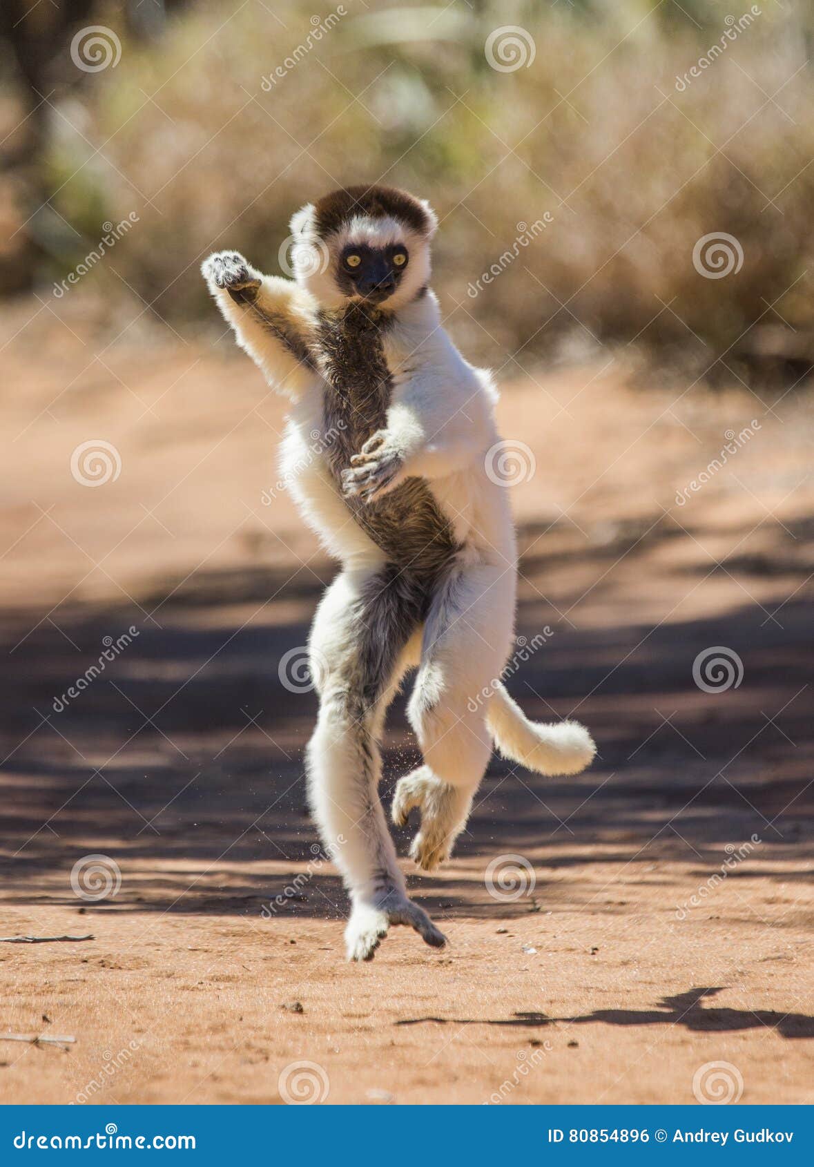 Dancing Sifaka is Jumping. Madagascar Stock Photo - Image of baby ...