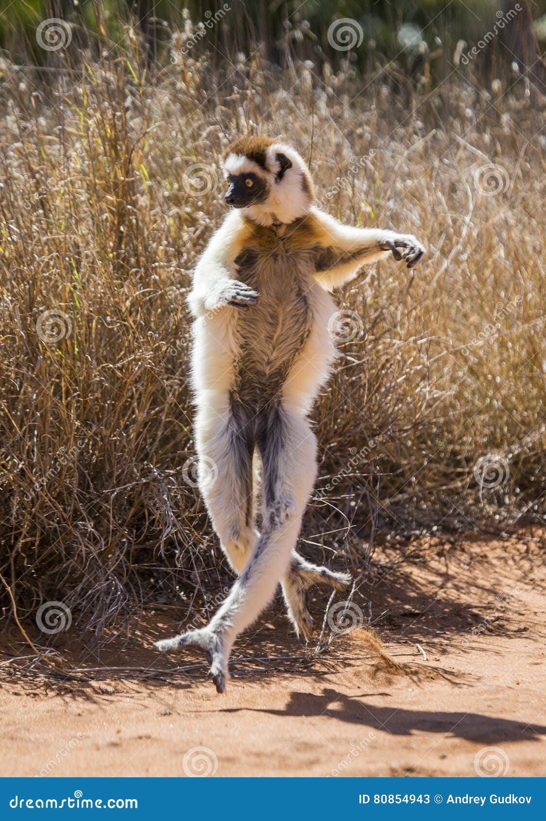 Dancing Sifaka is Jumping. Madagascar. Stock Image - Image of ...