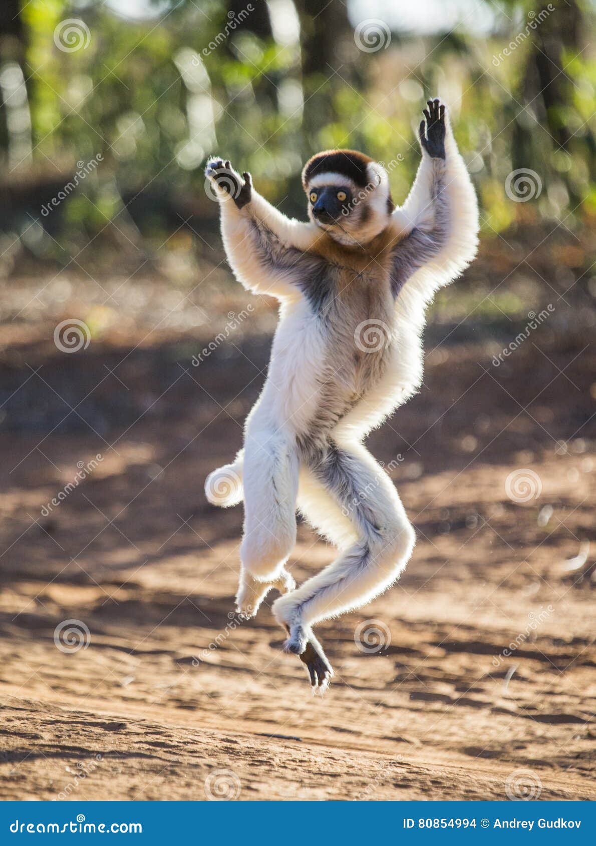 Dancing Lemur
