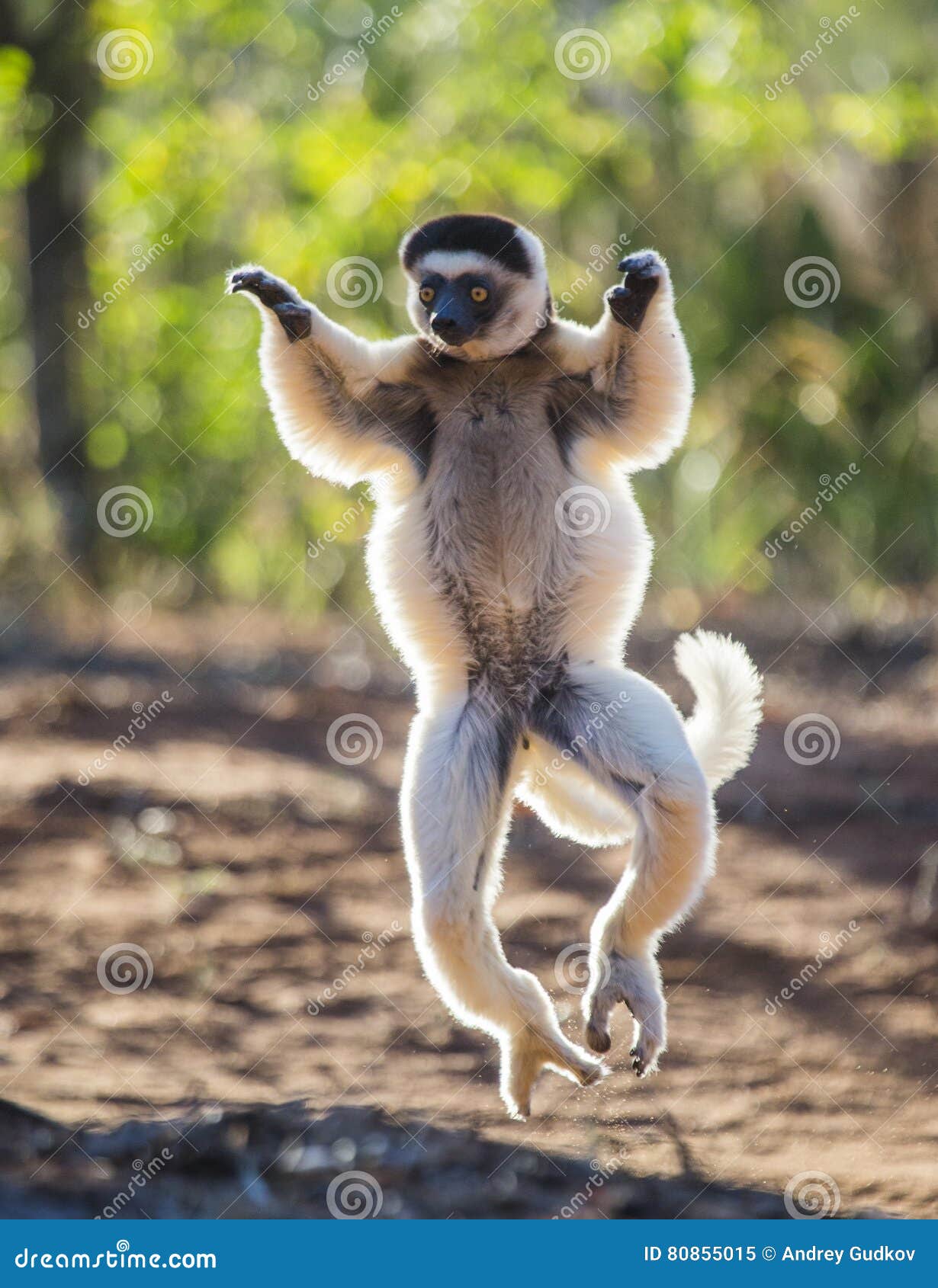Dancing Sifaka is Jumping. Madagascar Stock Image - Image of reserve ...