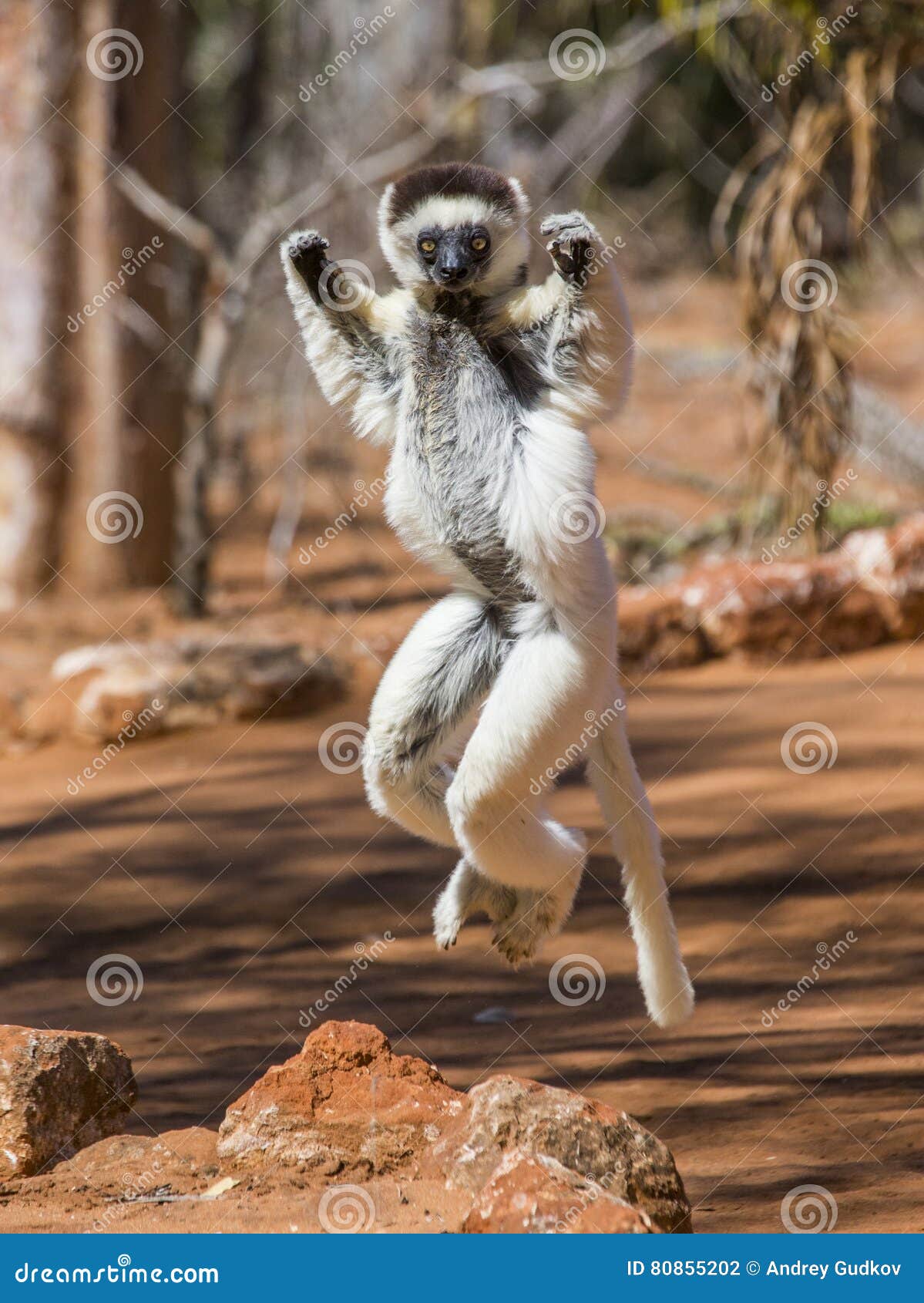 Jumping Lemur
