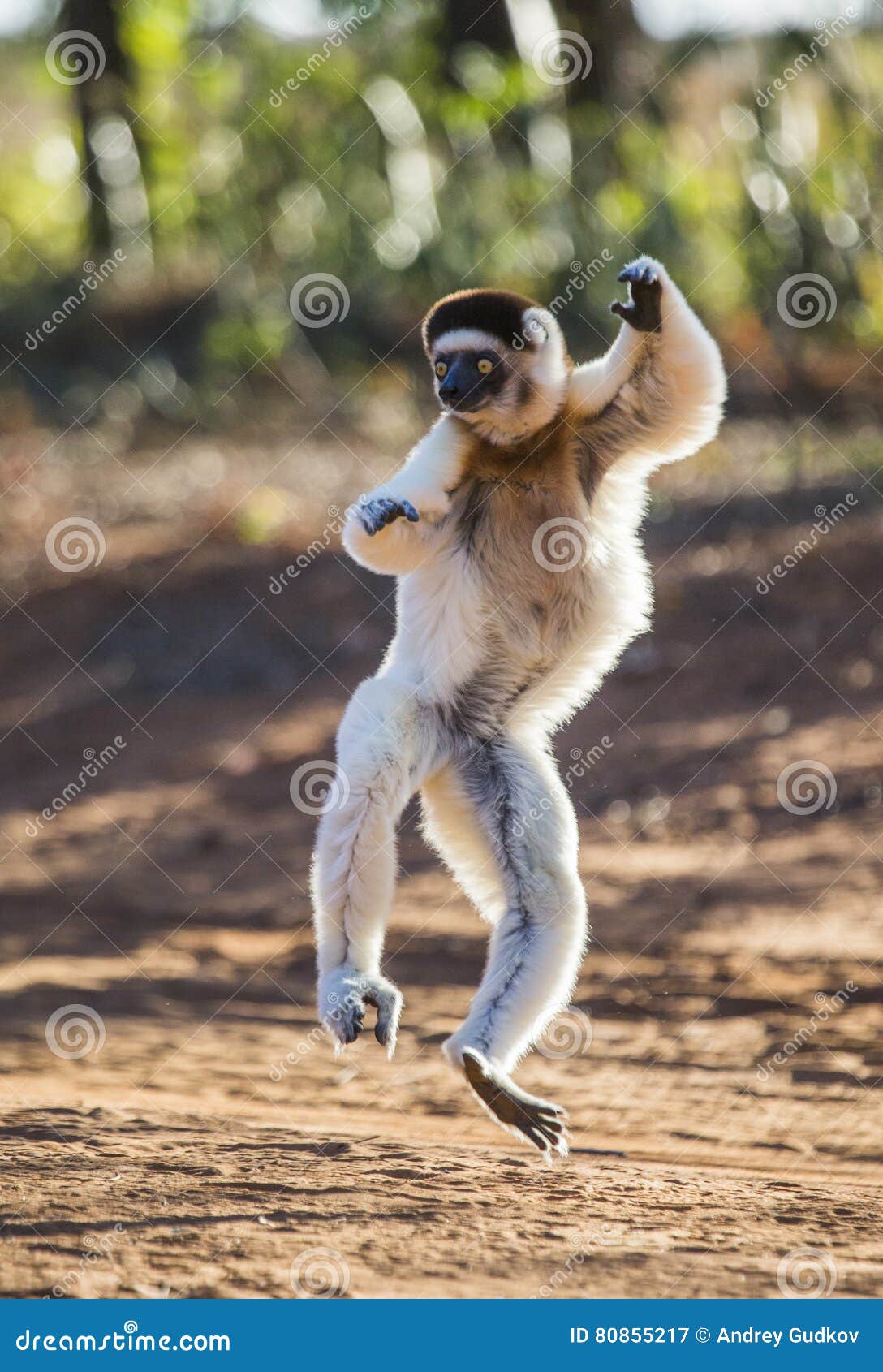 Dancing Sifaka is Jumping. Madagascar Stock Image - Image of wild ...