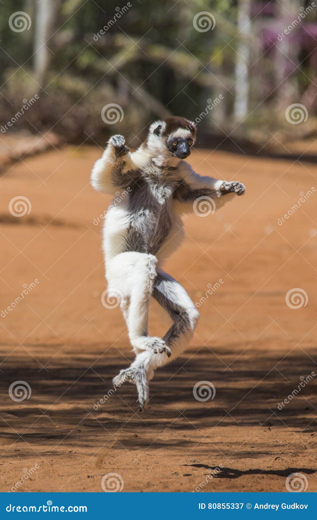 Dancing Sifaka is Jumping. Madagascar Stock Image - Image of wildlife ...